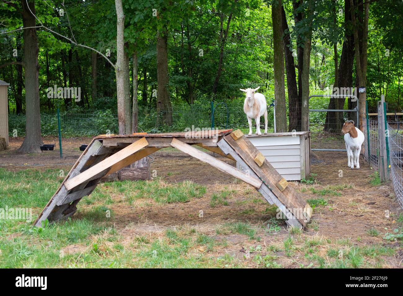 Farm animal summer hi-res stock photography and images - Alamy