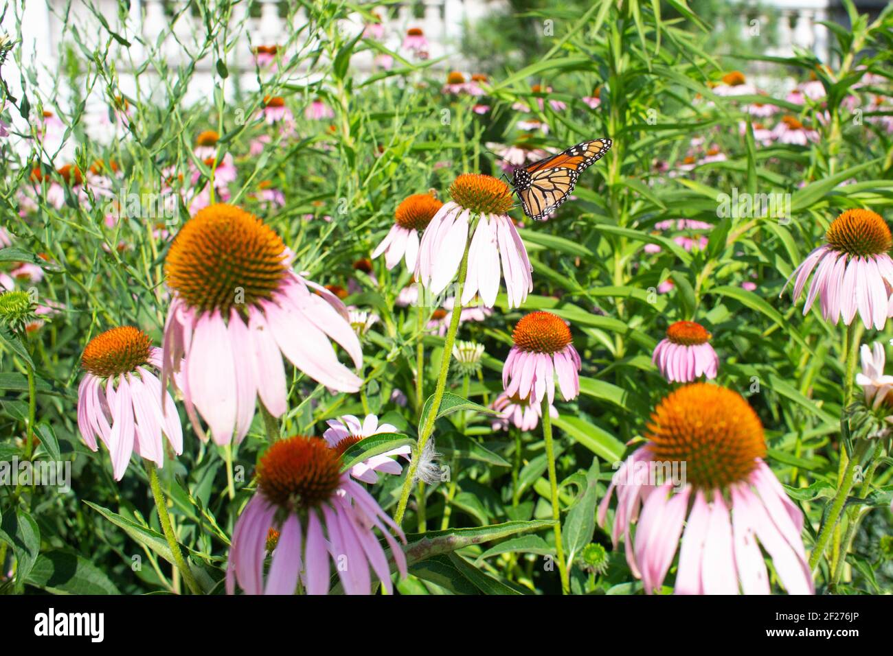 Monarch butterfly on flowers hi-res stock photography and images - Alamy
