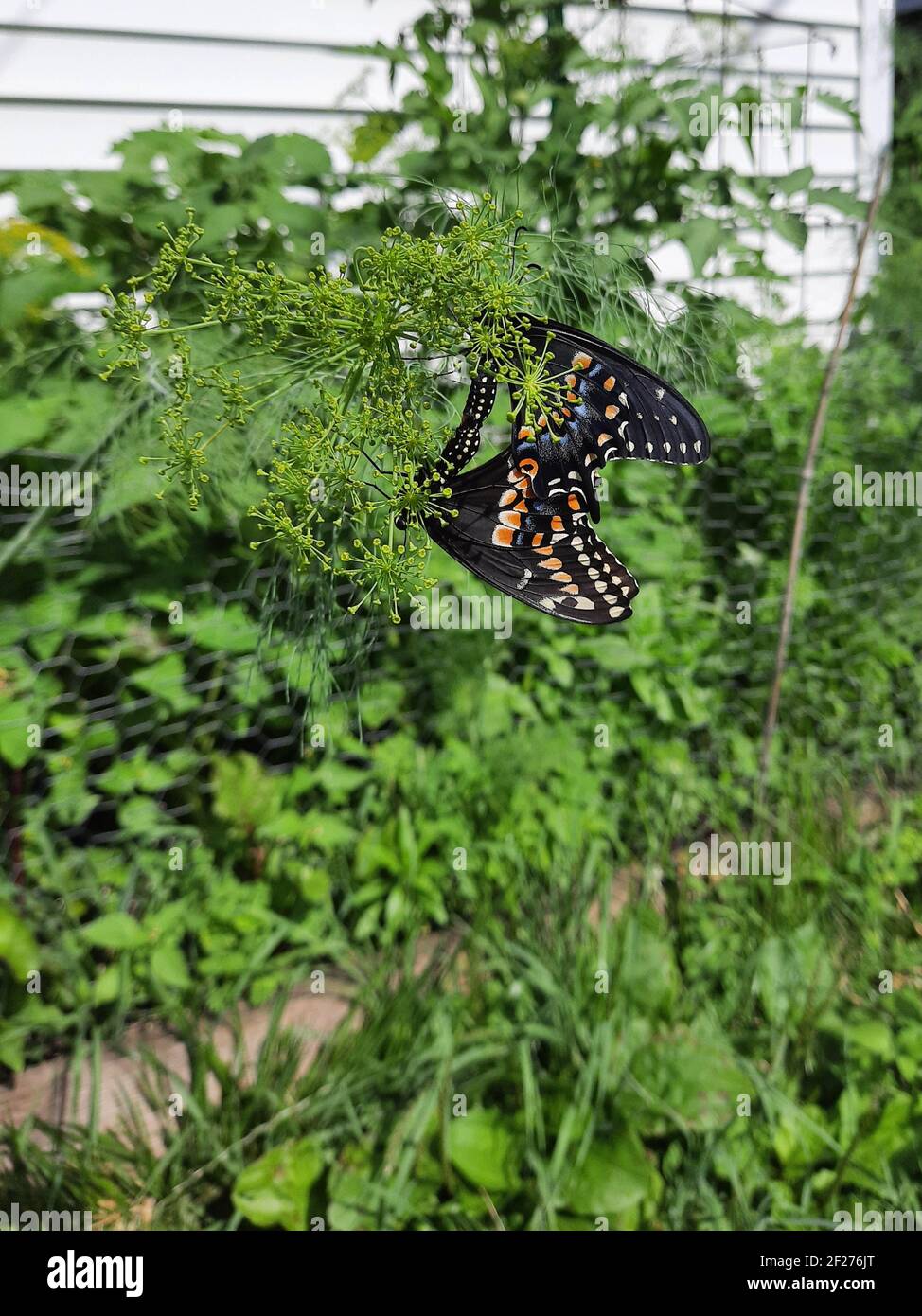 Close-up of swallowtail butterflies mating on dill Stock Photo - Alamy