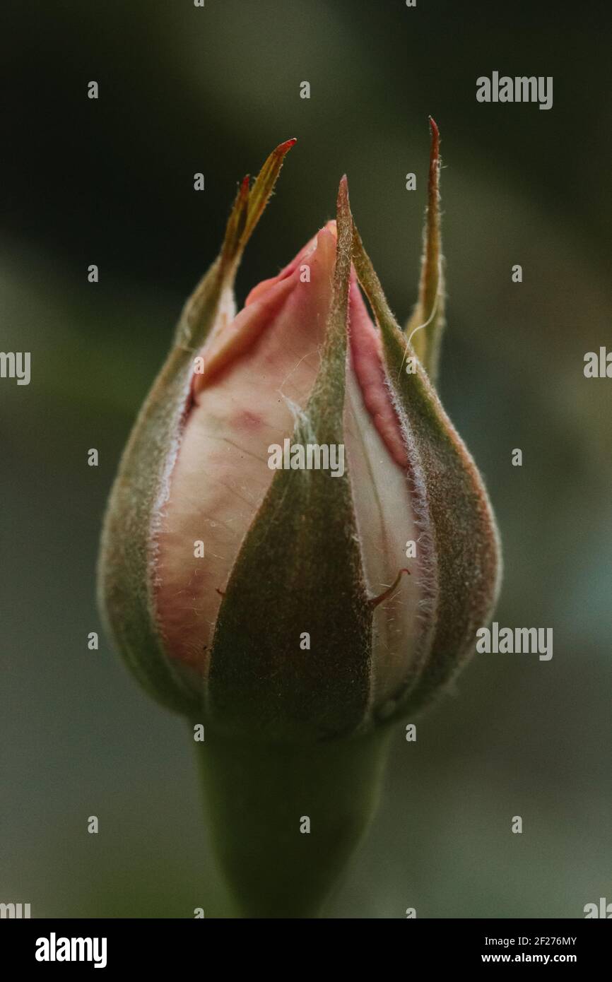 Small rose bud hi-res stock photography and images - Alamy