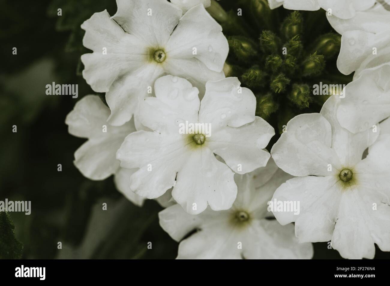 Verbena flowers hi-res stock photography and images - Alamy
