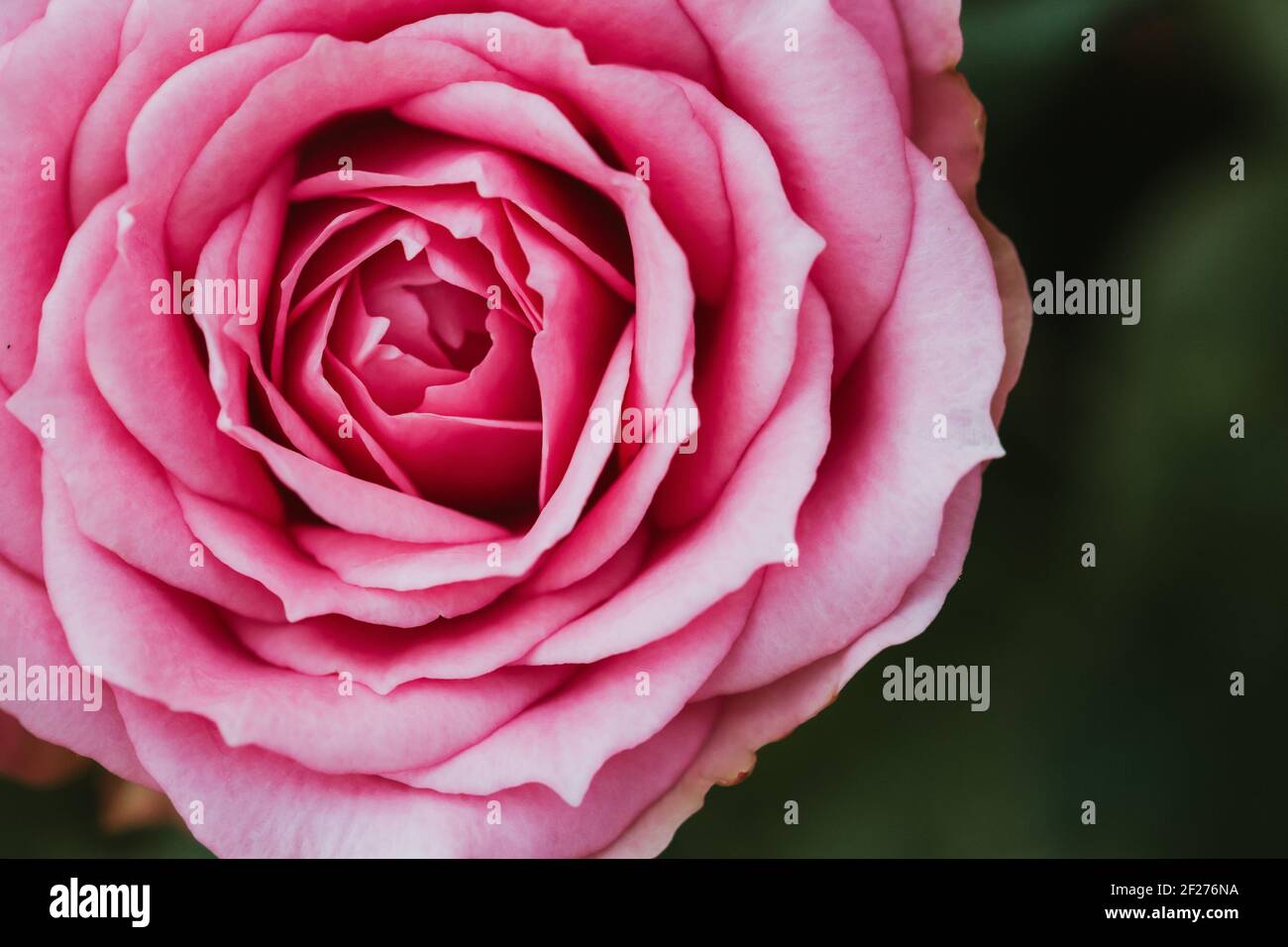 Tea rose full bloom hi-res stock photography and images - Alamy
