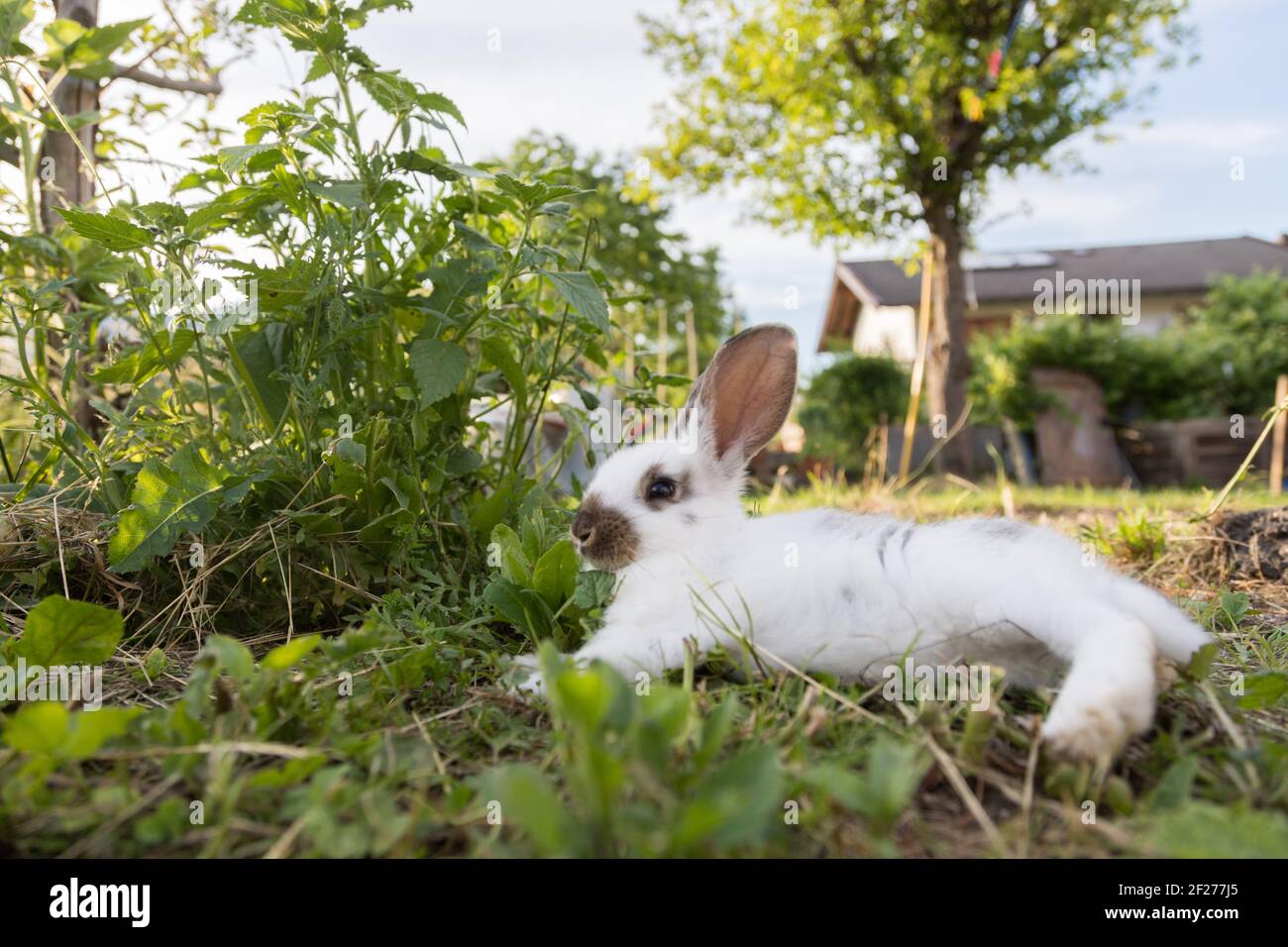 Cute little bunny is sitting in the green grass in the own garden ...