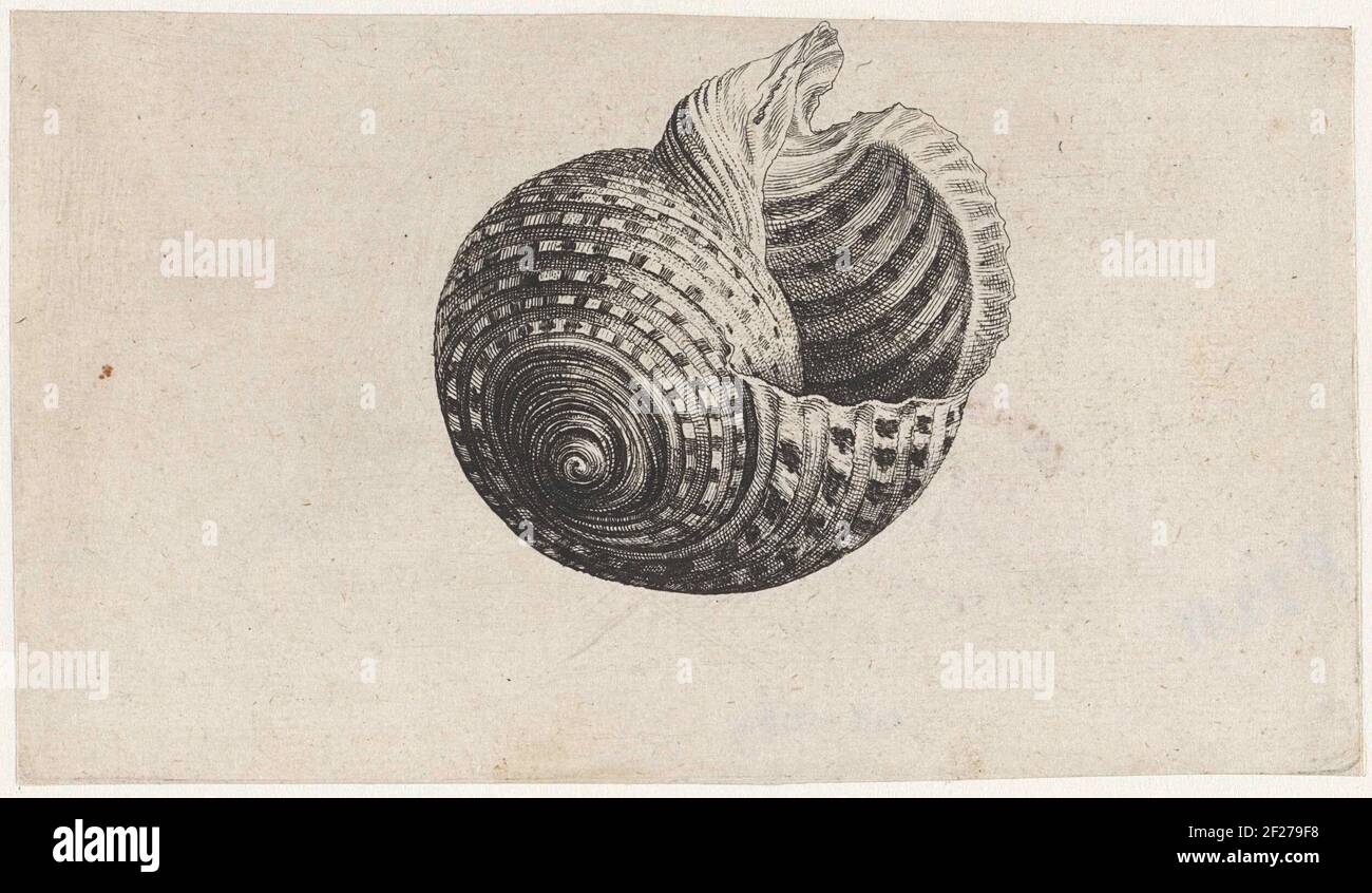 Shell, tonna dolium; Shells Stock Photo - Alamy