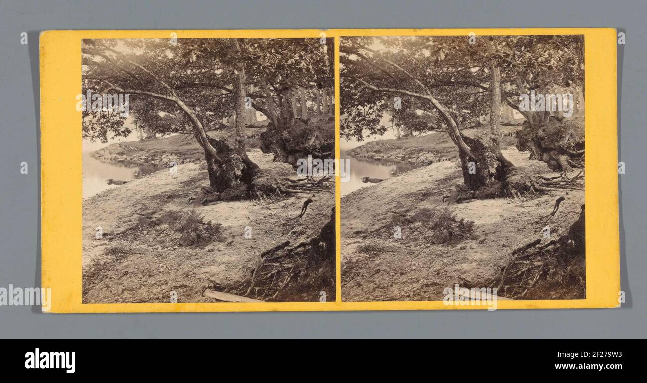 Loch Loch Lomond with trees; On The Margin of Loch Lomond Stock Photo ...