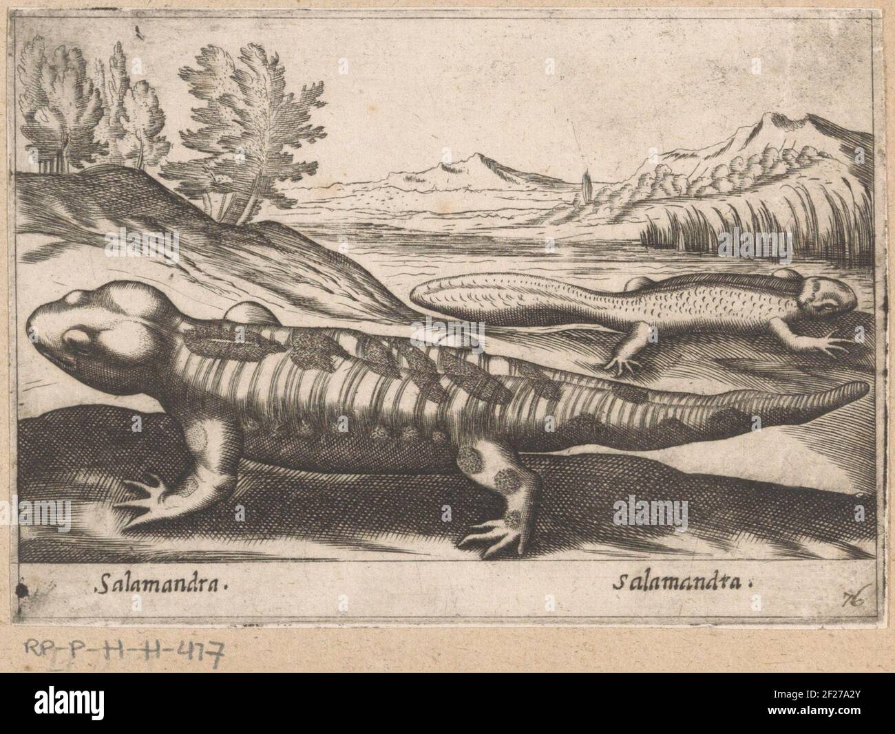 Salamanders; Salamandra / salamandra; Animals and fabulous beings; Nova ...
