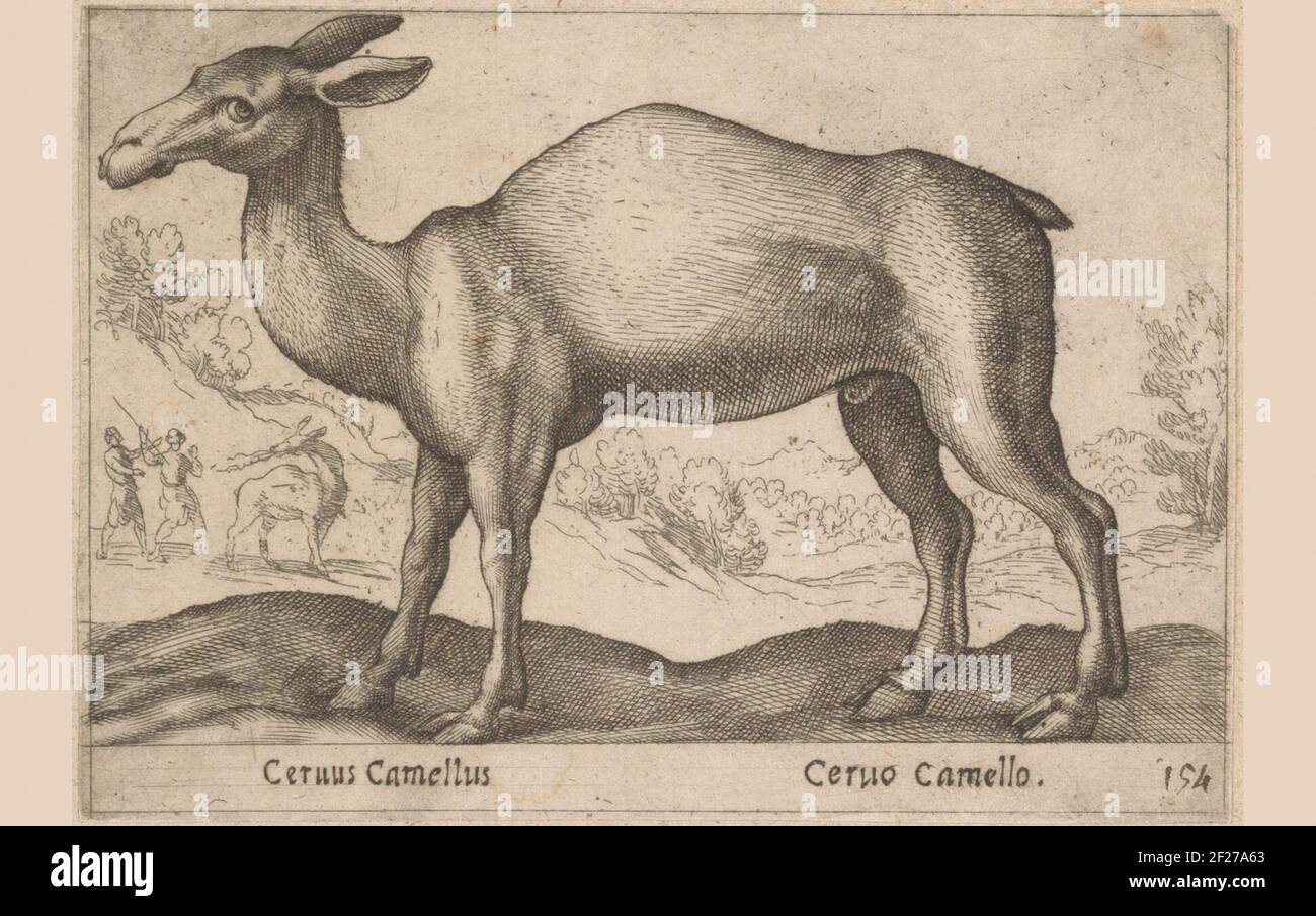 Hertekameel; Cementu camellus / deer camel; Dien en fabelwezens; New ...
