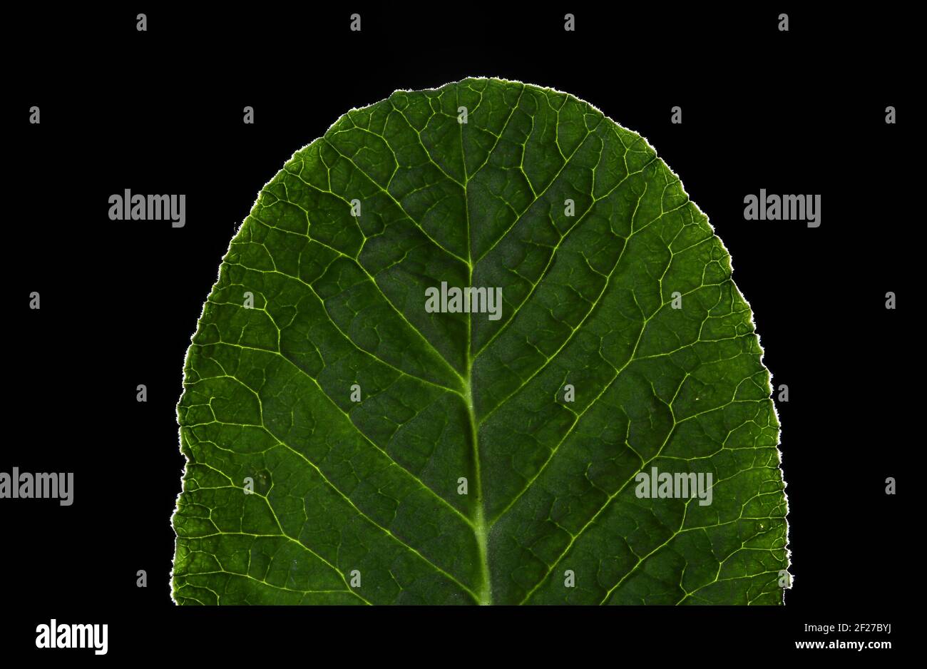 Natural plant on a green background hi-res stock photography and images ...