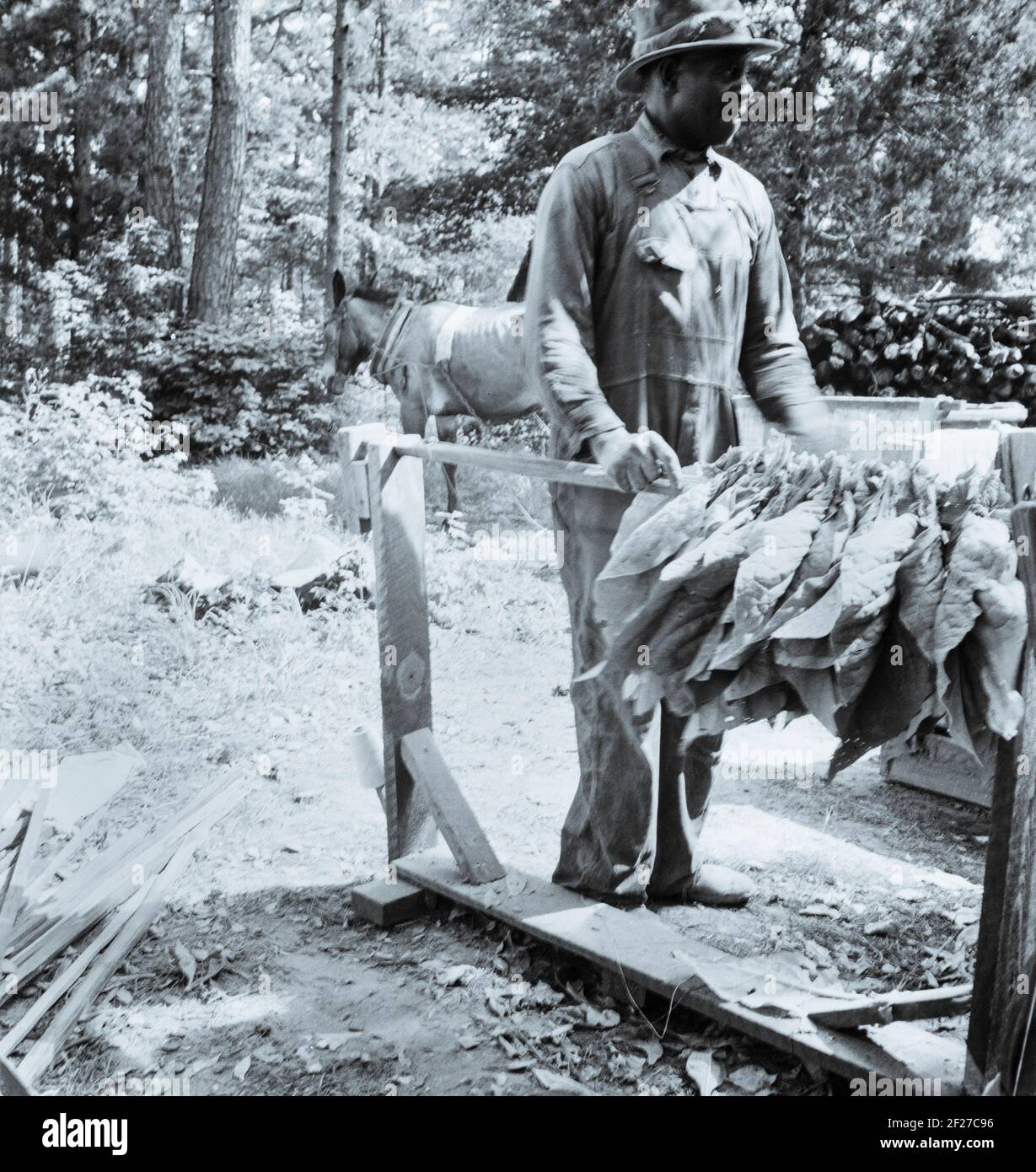 Stringing tobacco. Note "horses" for holding the sticks while stringing ...