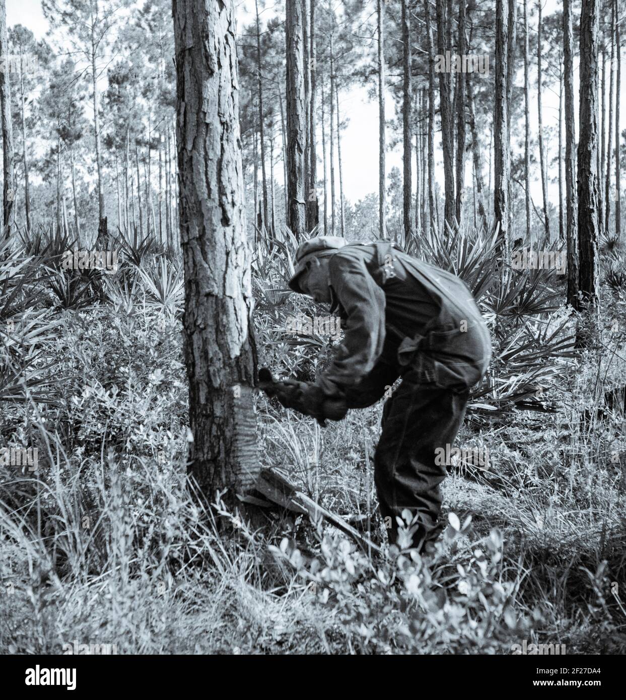 Turpentine worker taps a pine tree. July 1937. Georgia.Photograph by ...
