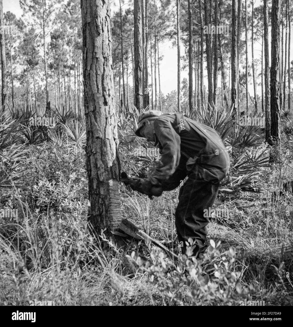 Turpentine worker taps a pine tree. July 1937. Georgia.Photograph by ...