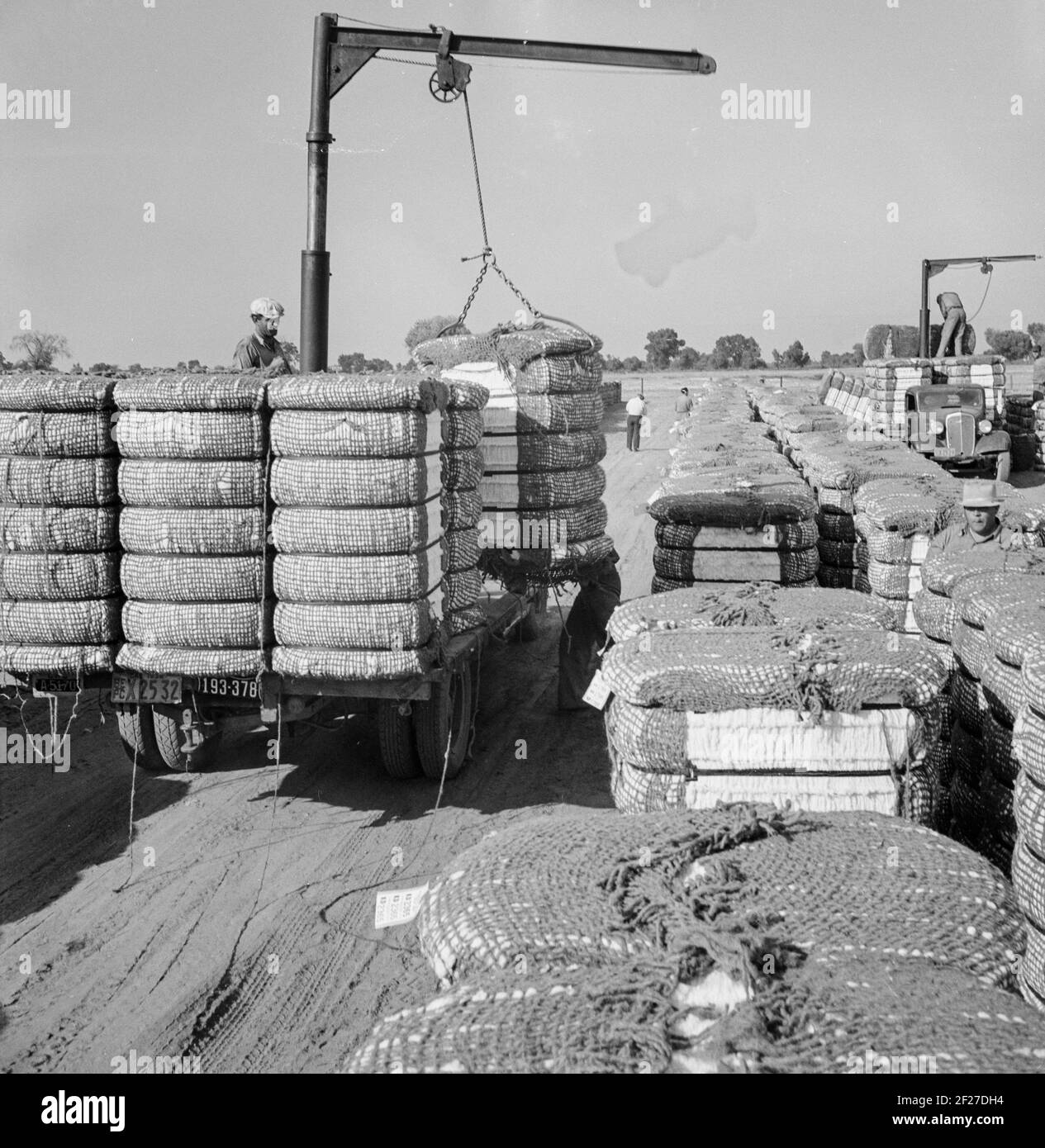 Weighing baled cotton as it leaves the gin. Kaweah Delta Cooperative ...