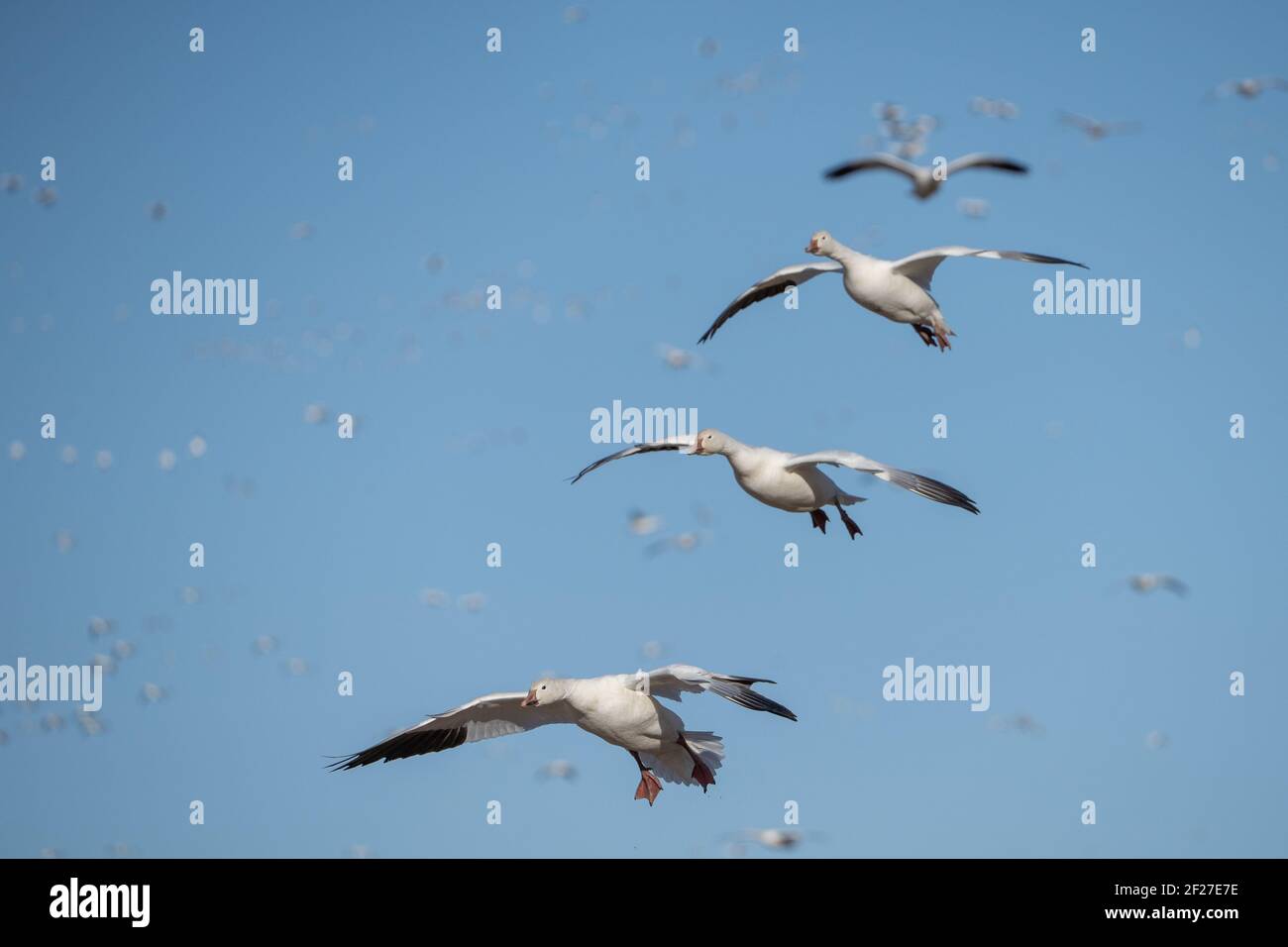 Geese feeding in a field hi-res stock photography and images - Alamy