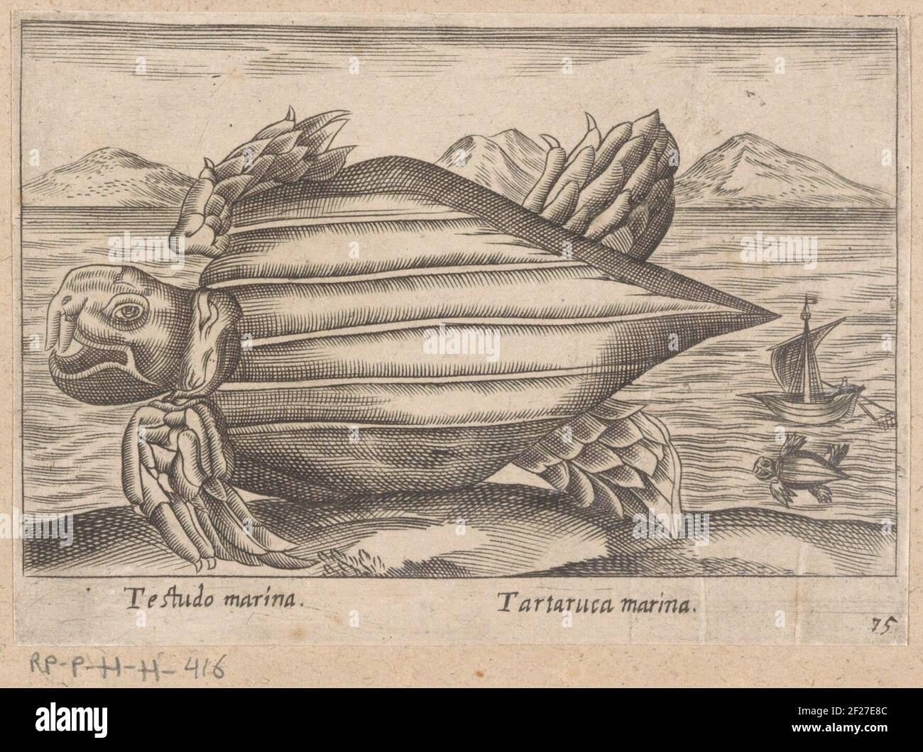 Sea turtle; Testudo Marina / Tartarucca Marina; Animals and fabulous ...