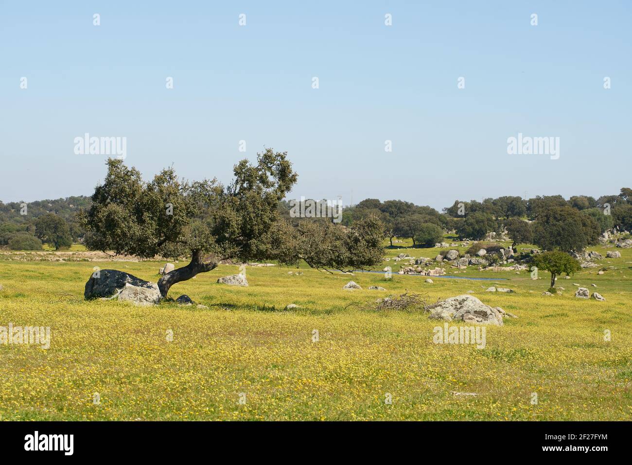 Alentejo landscape with olive tree and yellow flowers in Portugal Stock ...