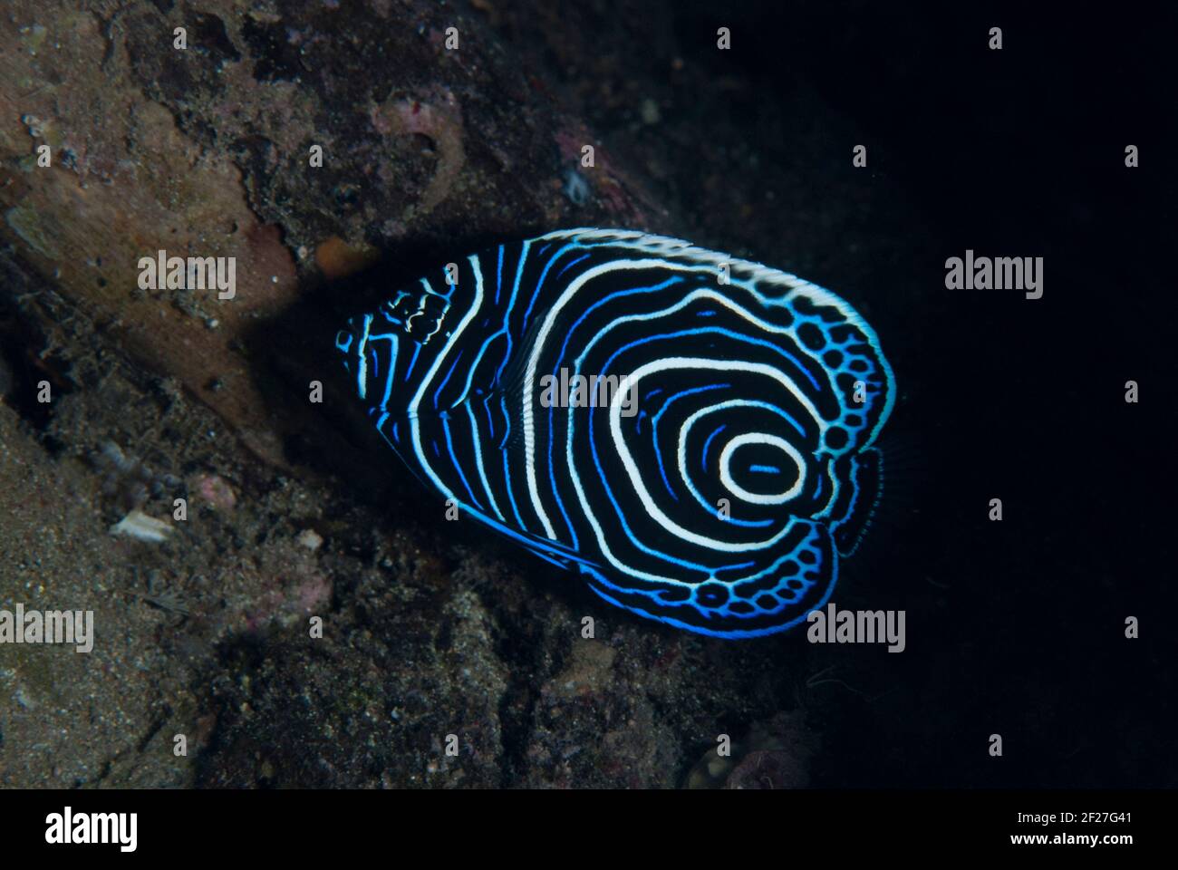 Juvenile emperor angelfish hi-res stock photography and images - Alamy