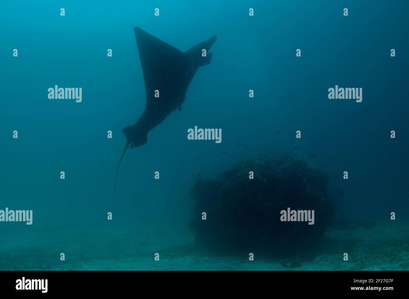 Reef Manta Ray, Mobula alfredi, by bommie, Manta Sandy dive site ...