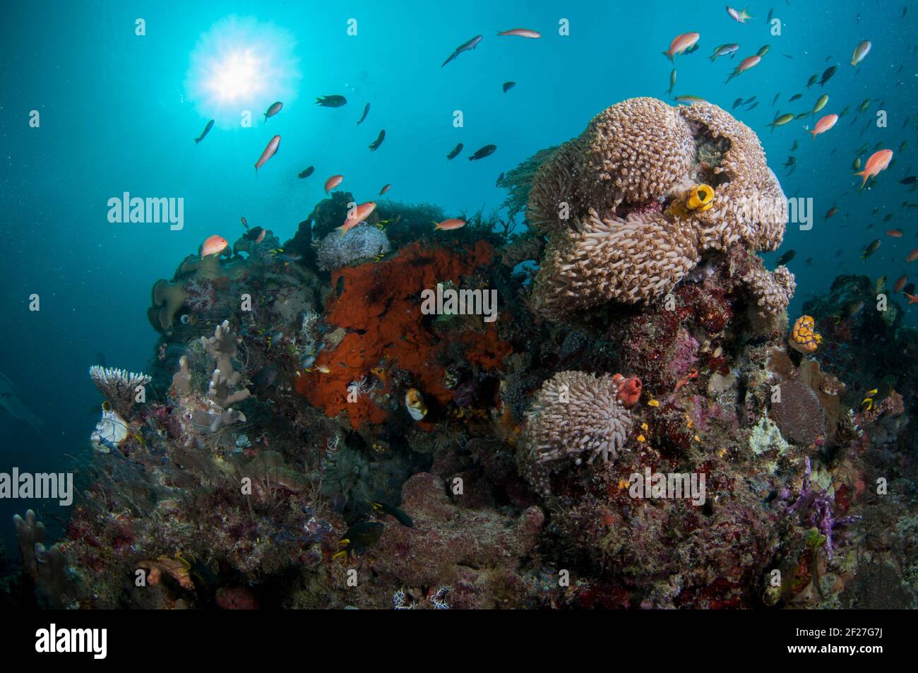 Xenia sp hi-res stock photography and images - Alamy