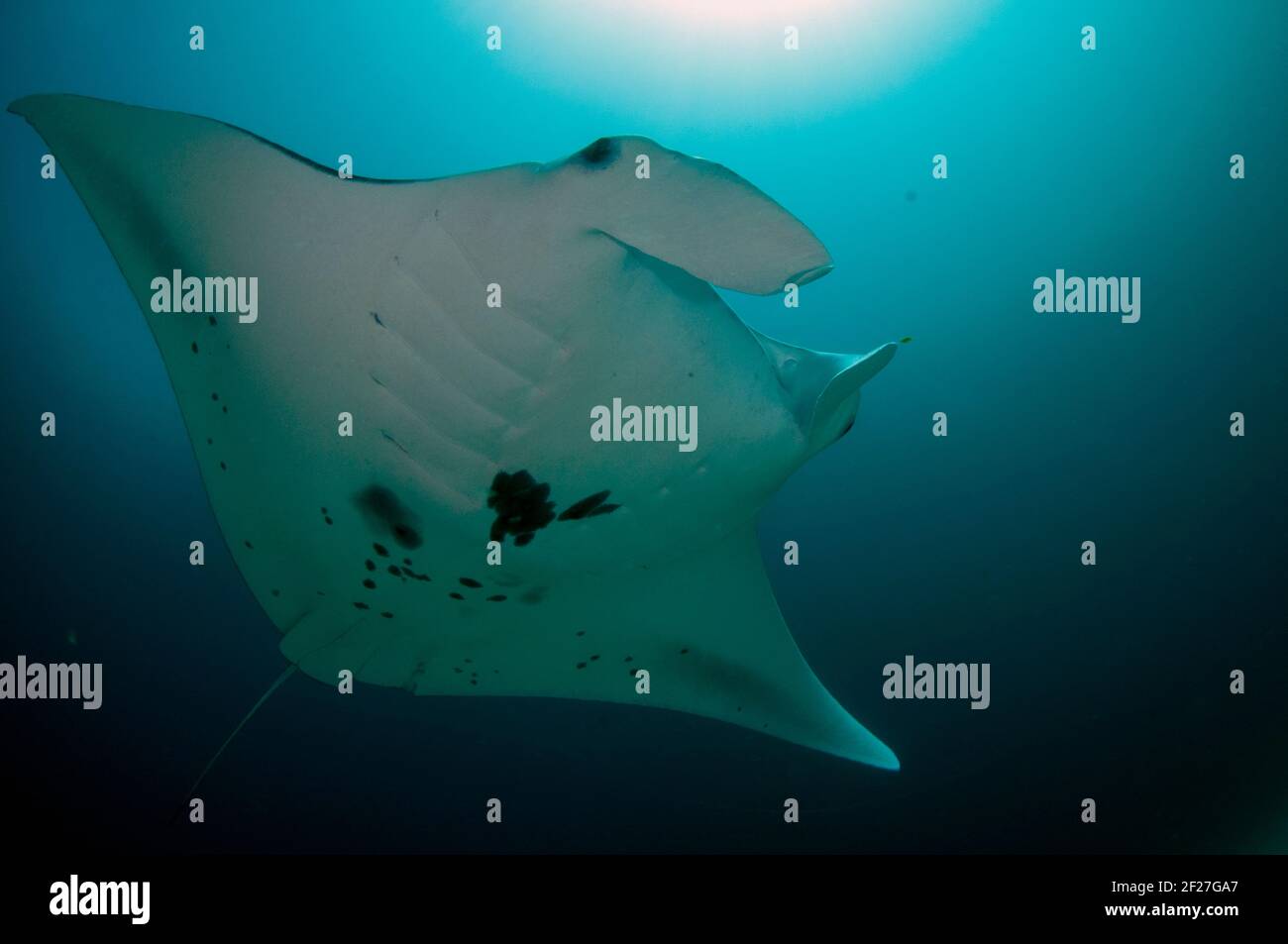 Reef Manta Ray, Mobula alfredi, with sun in background, Manta Sandy ...