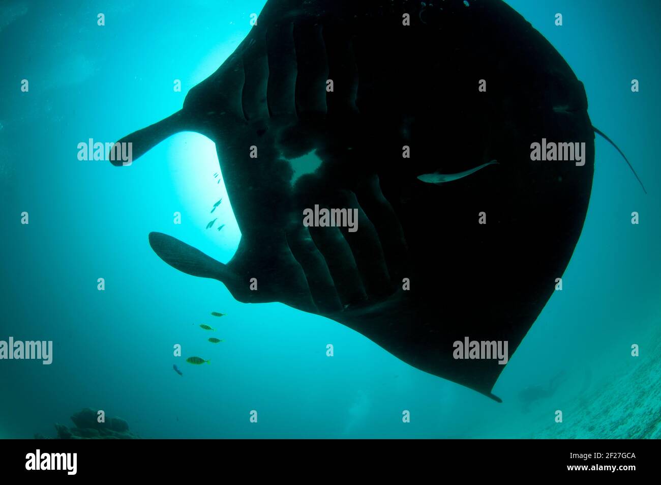 Reef Manta Ray, Mobula alfredi, with Slender Suckerfish, Echeneis ...