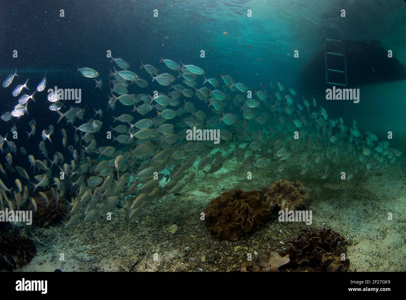 Herring scad hi-res stock photography and images - Alamy