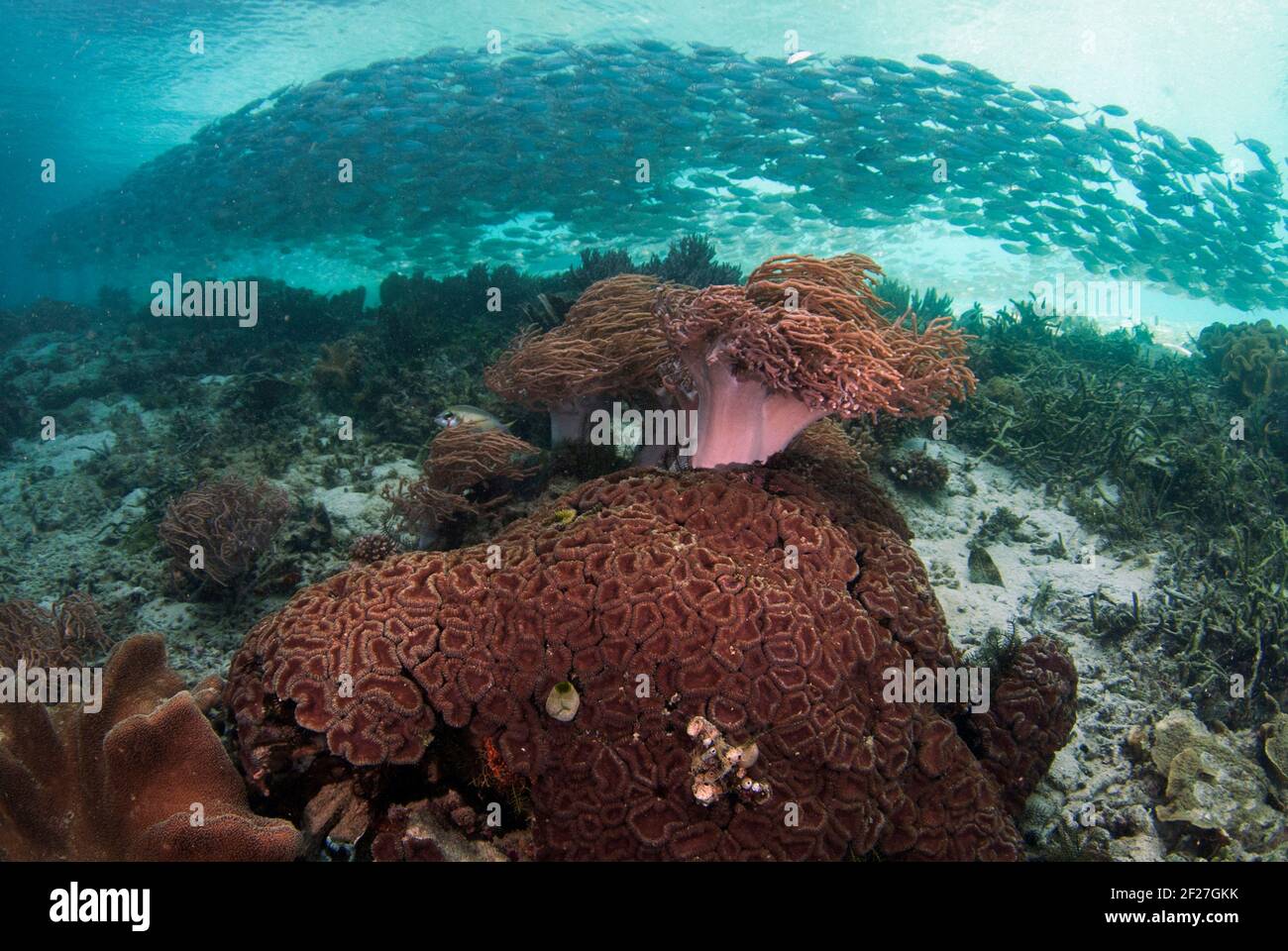 School of Herring Scad, Alepes vari, Cendana Pearl Farm Jetty, Waigeo ...