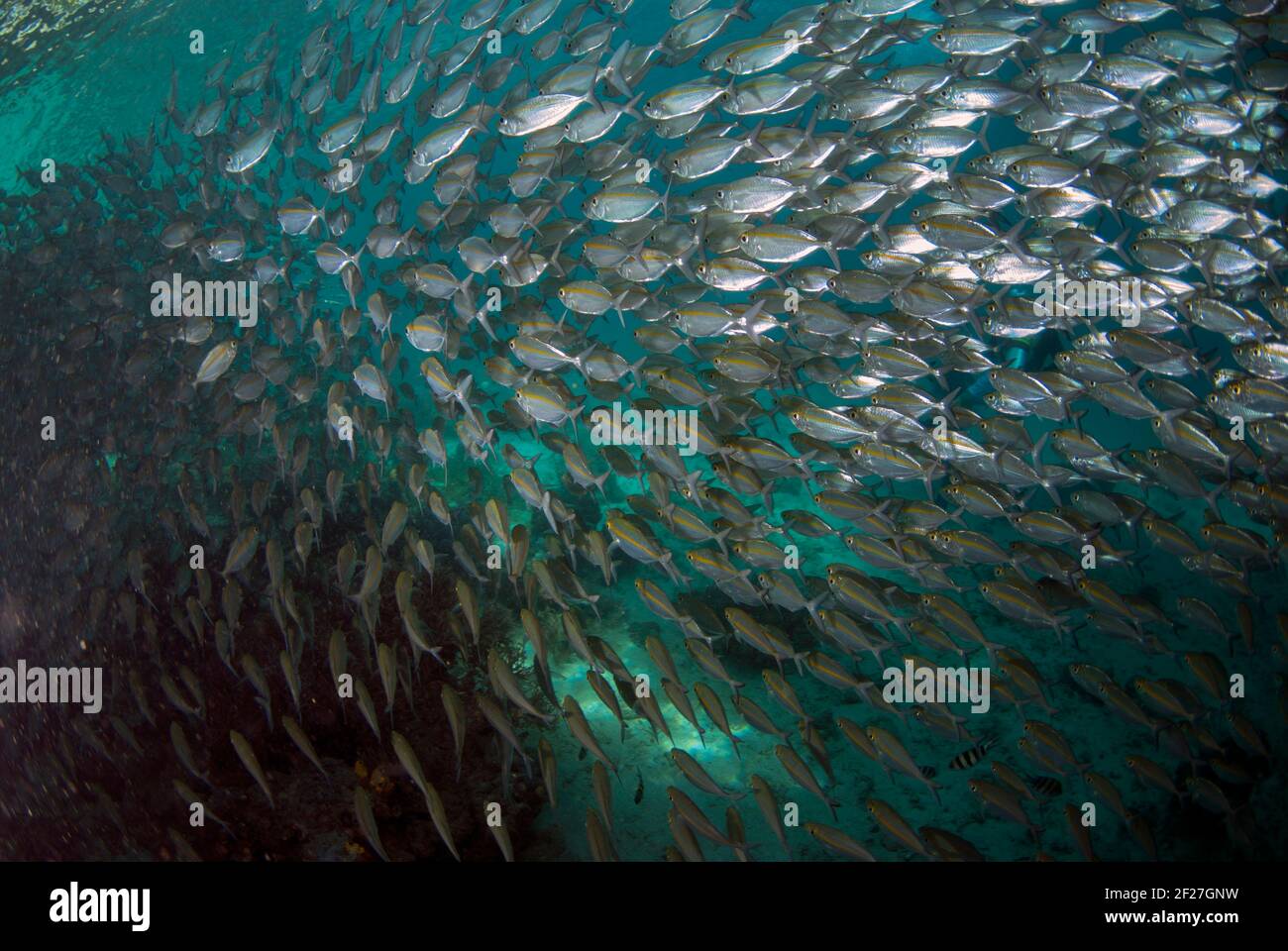 School of Herring Scad, Alepes vari, Cendana Pearl Farm Jetty, Waigeo ...