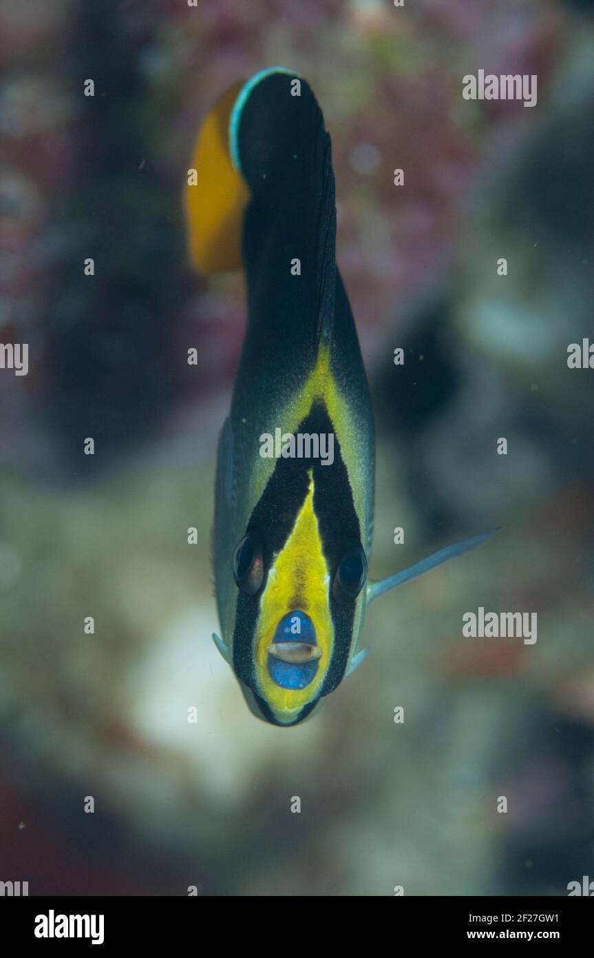 Vermiculated Angelfish, Chaetodontoplus mesoleucus, with blue lips ...