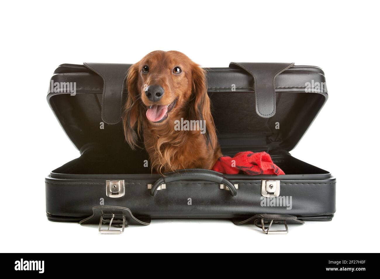 Cute black dog rest Cut Out Stock Images & Pictures - Alamy