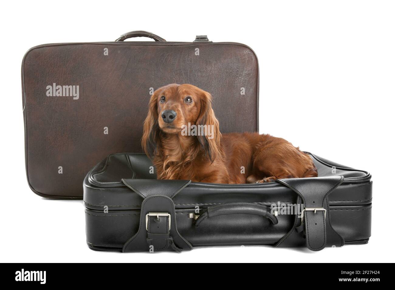 Dog on suitcase Stock Photo - Alamy