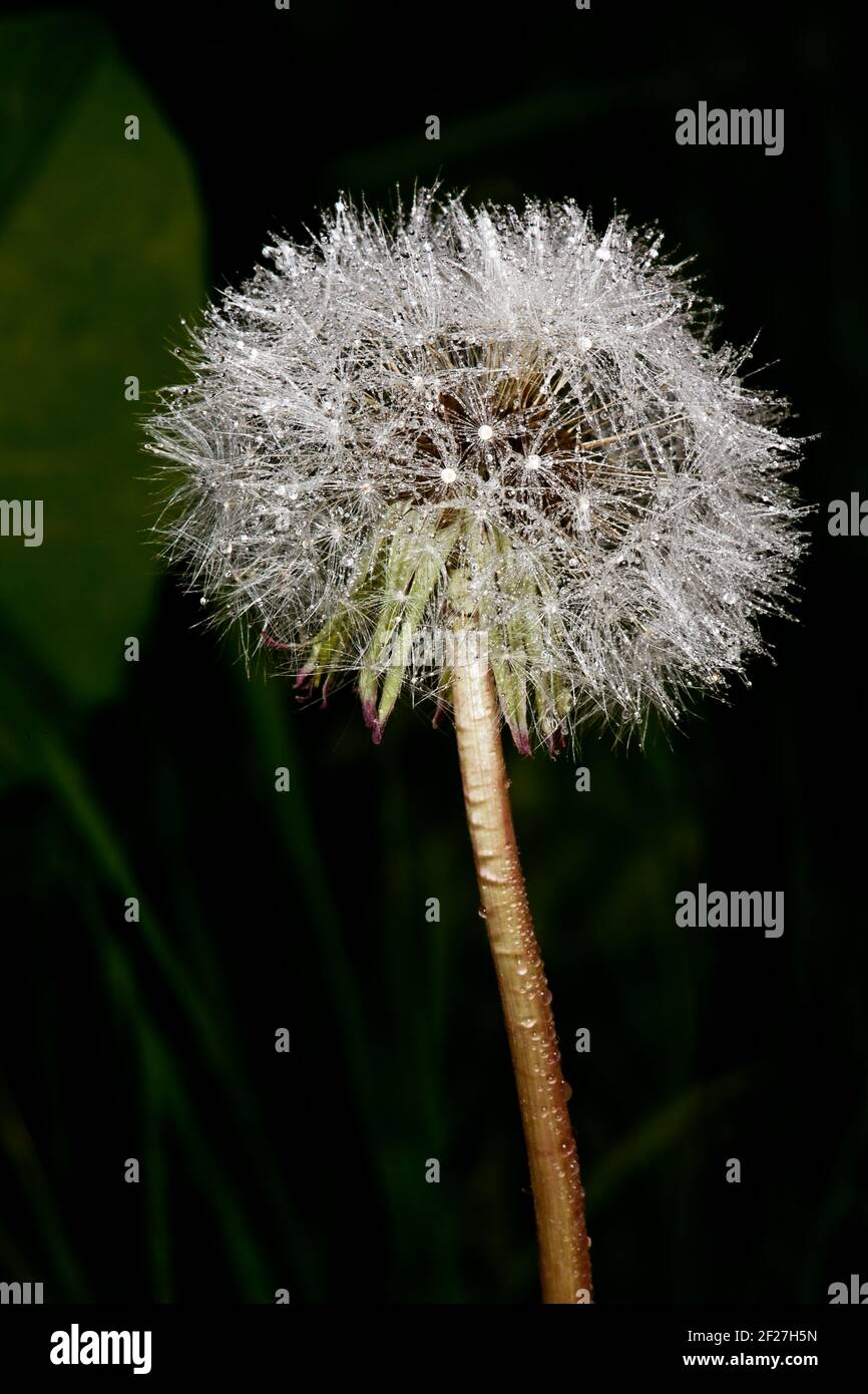 White fluffy flower hi-res stock photography and images - Alamy