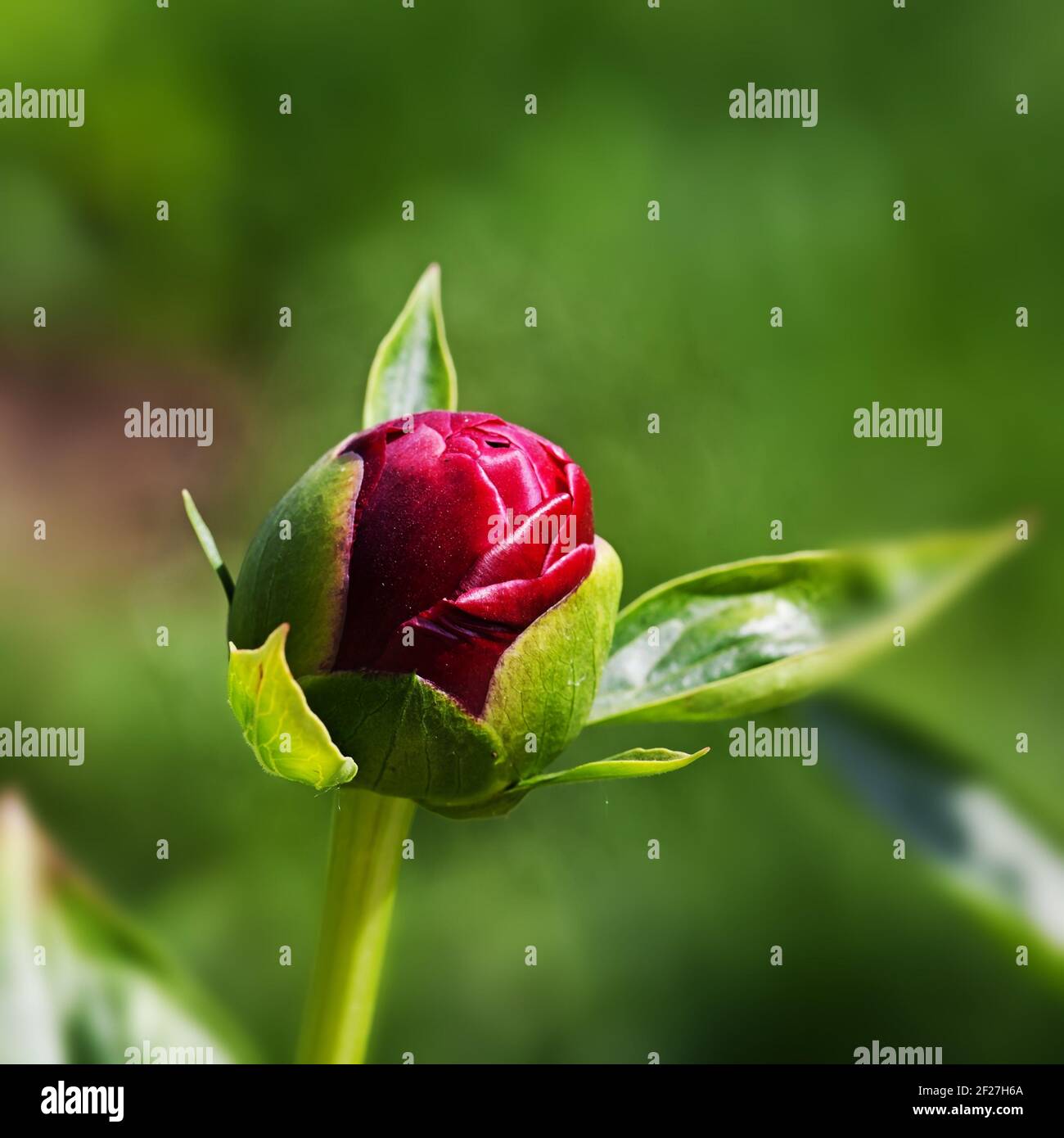 Red peony flower Stock Photo - Alamy