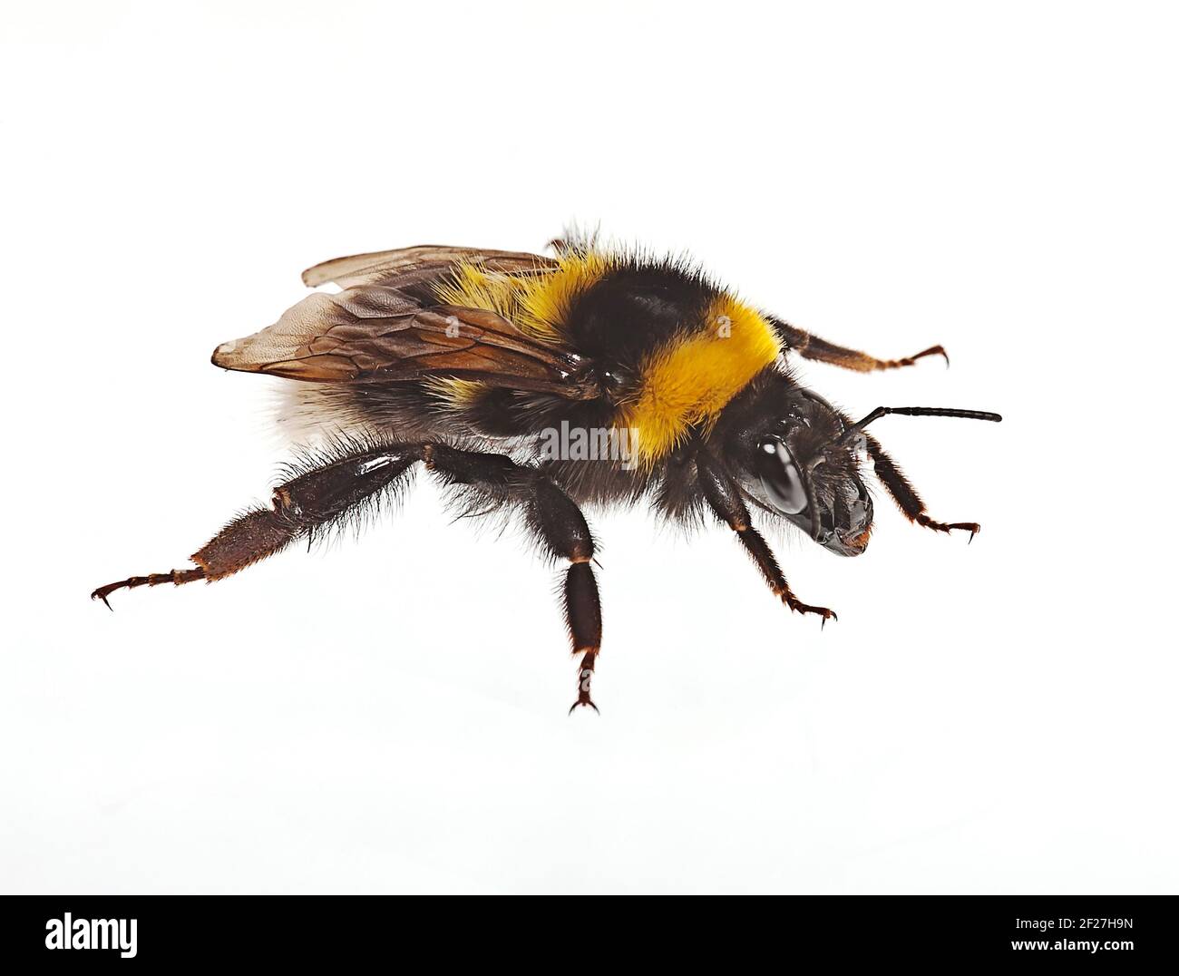 Bumblebee on white Stock Photo - Alamy