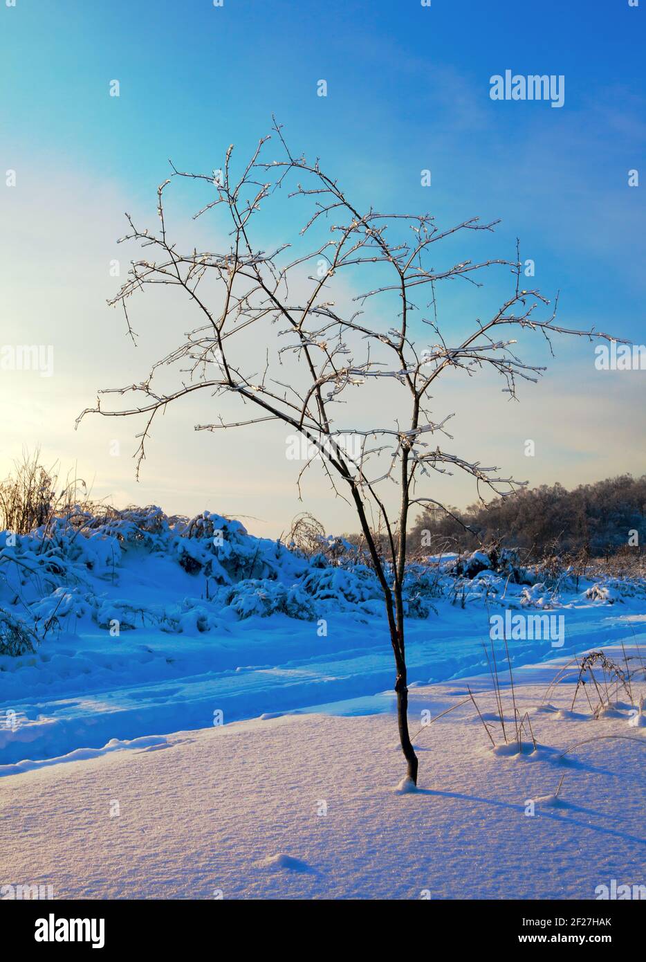 Tree glade cool hi-res stock photography and images - Alamy