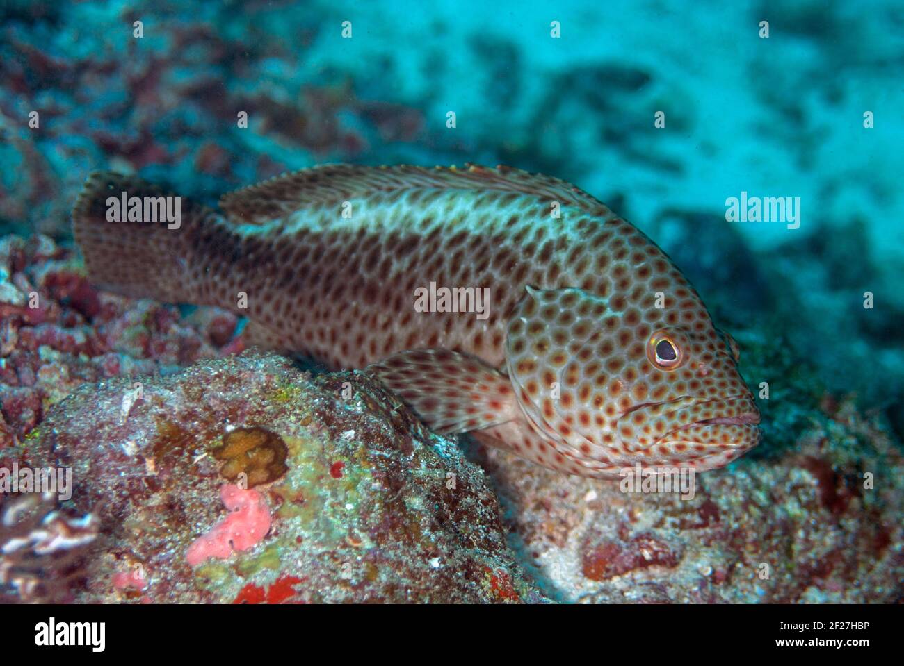 Twinspot Grouper, Epinephelus bilobatus, Barracuda Rock dive site ...