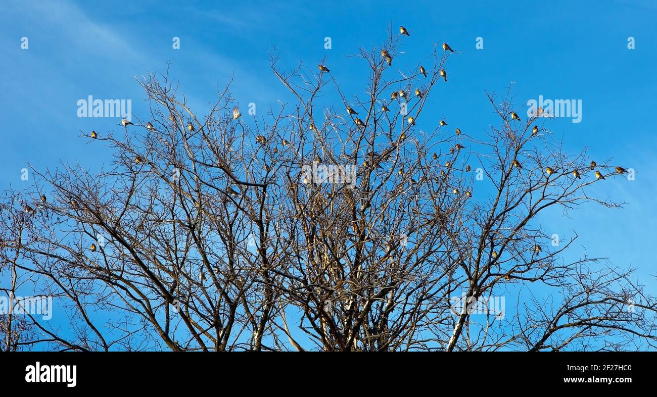 The bird's flight on branches of a tree in the winter Stock Photo - Alamy
