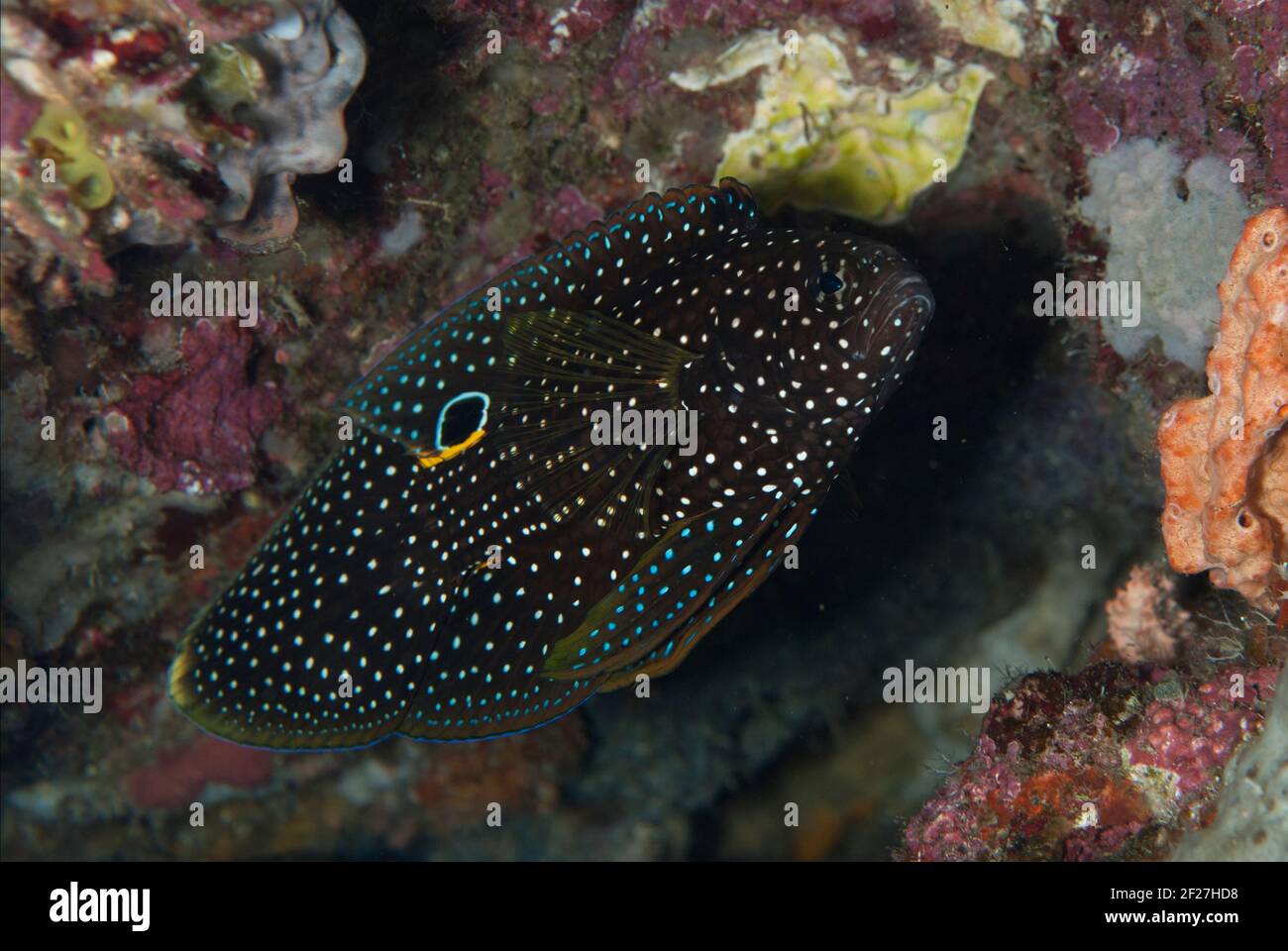 Comet, Calloplesiops altivelis, with false eye, Four Kings dive site ...