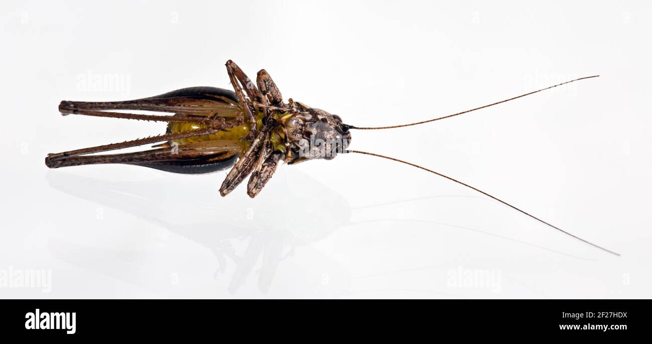 Locust leg hi-res stock photography and images - Alamy