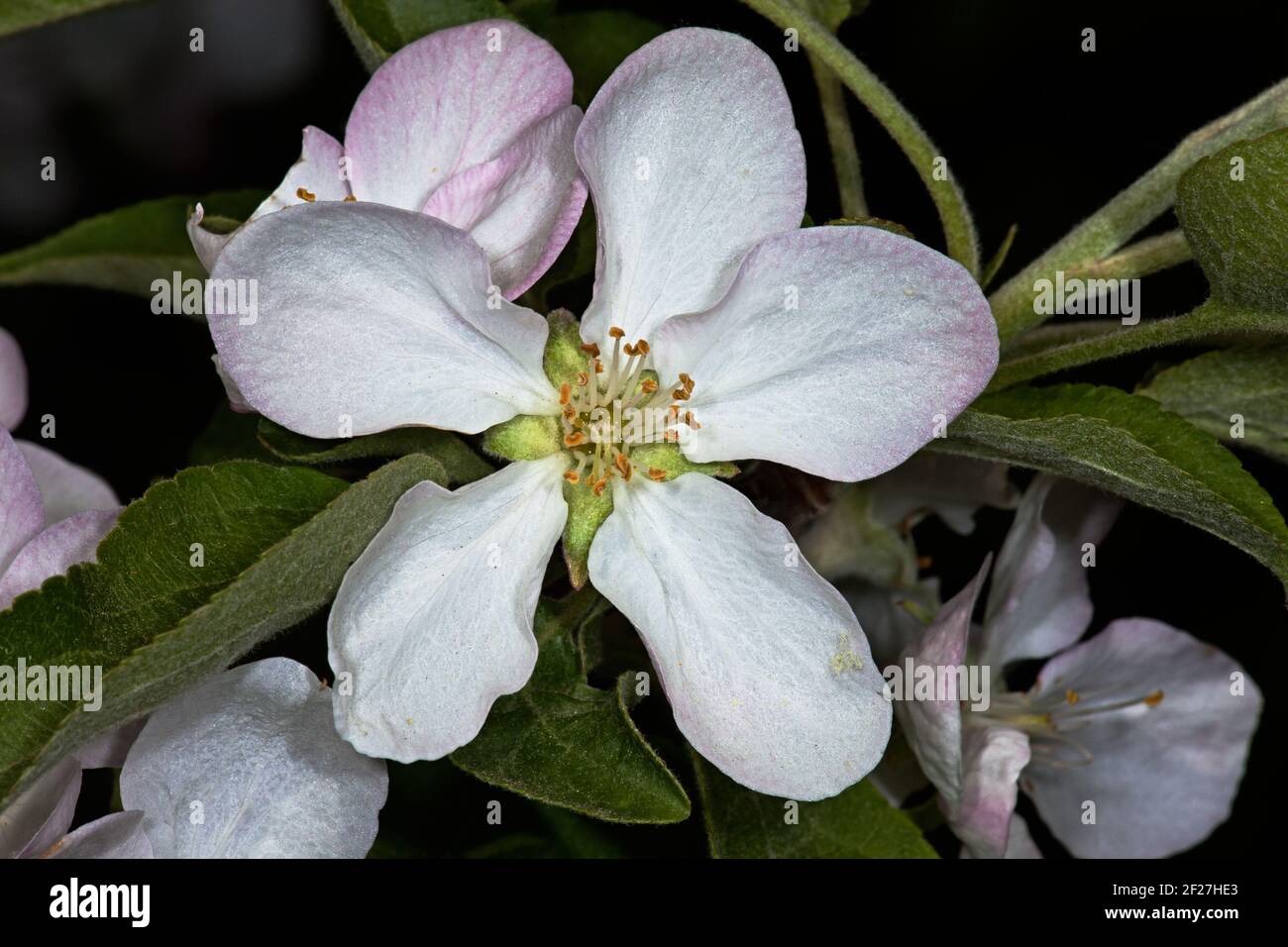White flower Apple-tree Malus Stock Photo - Alamy