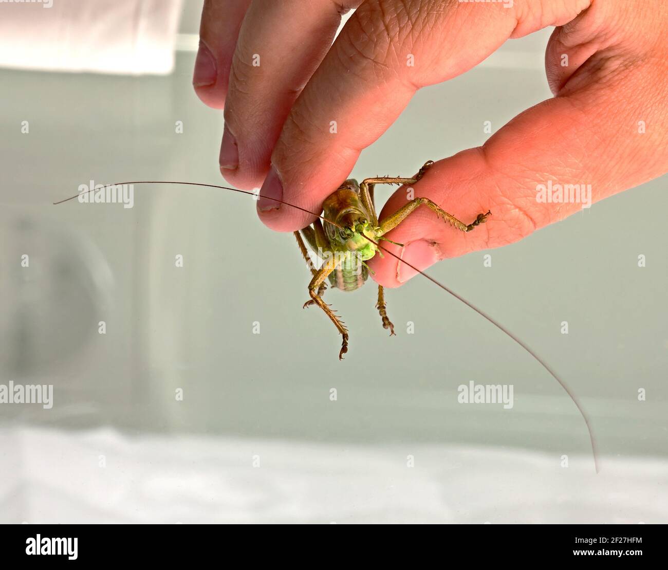 Grasshopper exoskeleton hi-res stock photography and images - Alamy