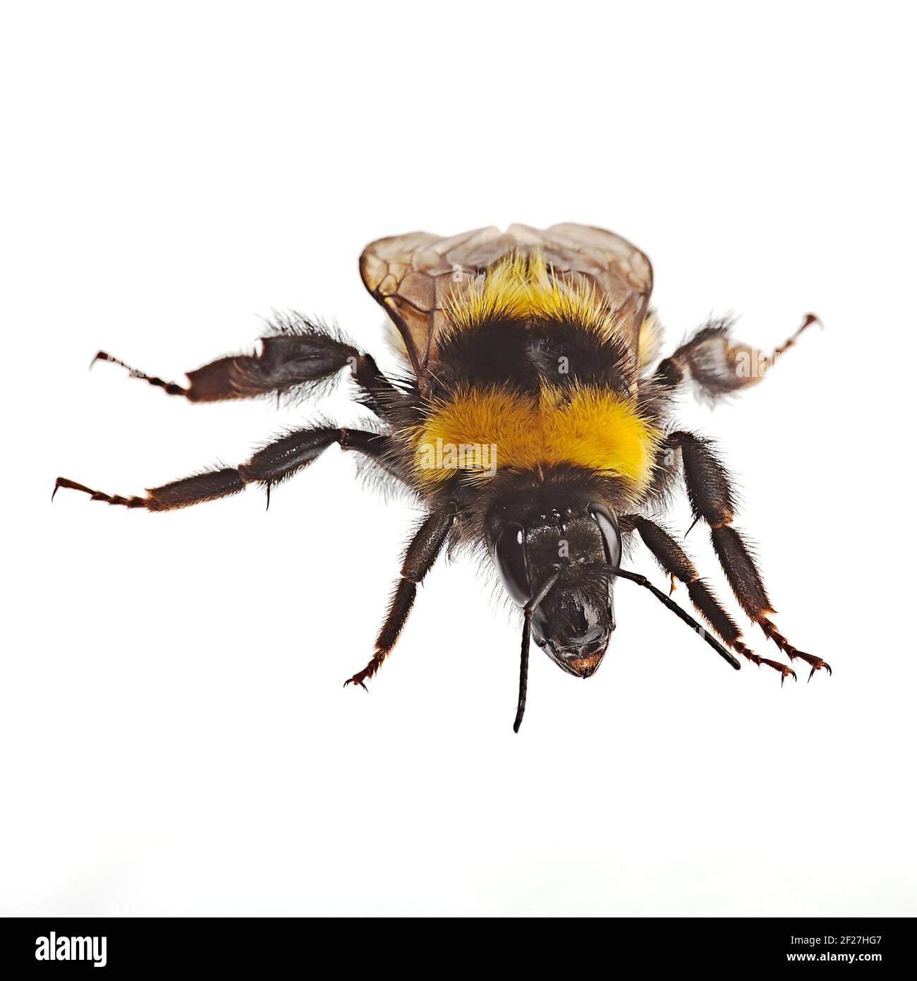 Bumblebee on Cut Out Stock Images & Pictures - Alamy