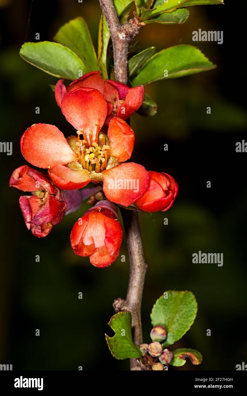 Red sakura hi-res stock photography and images - Alamy