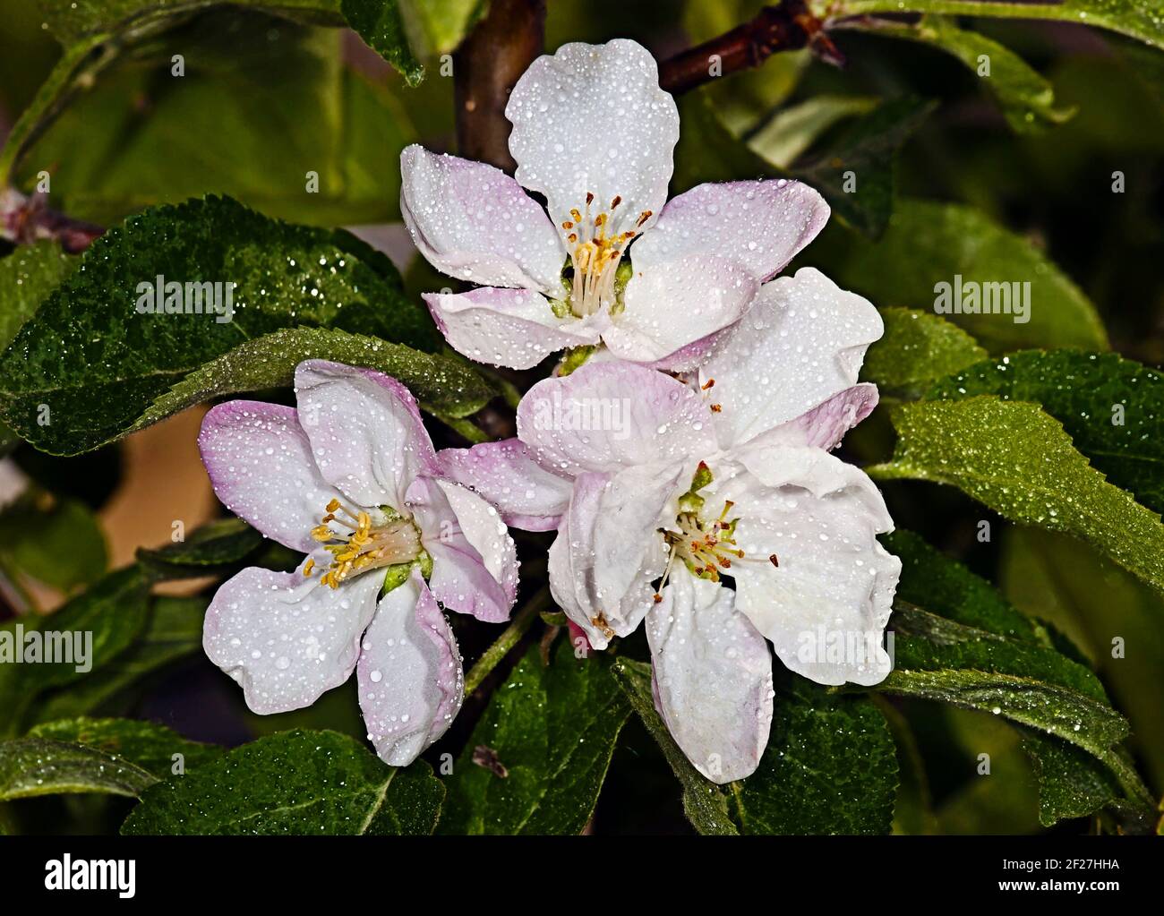 White flower Apple-tree Malus Stock Photo - Alamy