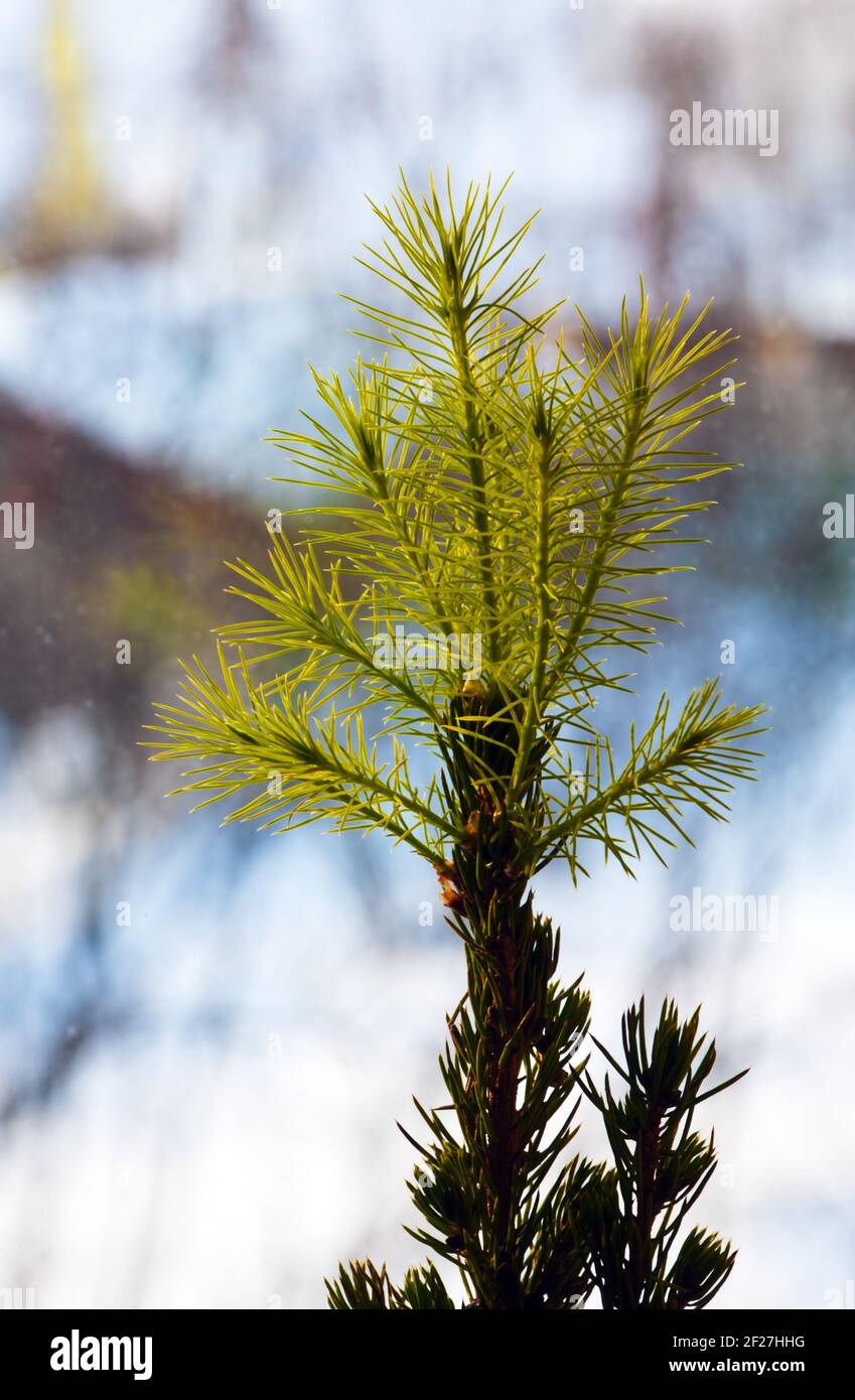 Decorative fir hi-res stock photography and images - Alamy