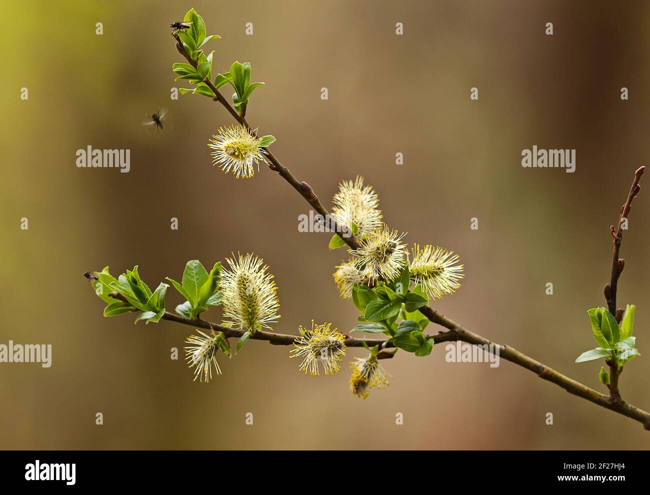 Flowers willow spring (Salix Stock Photo - Alamy
