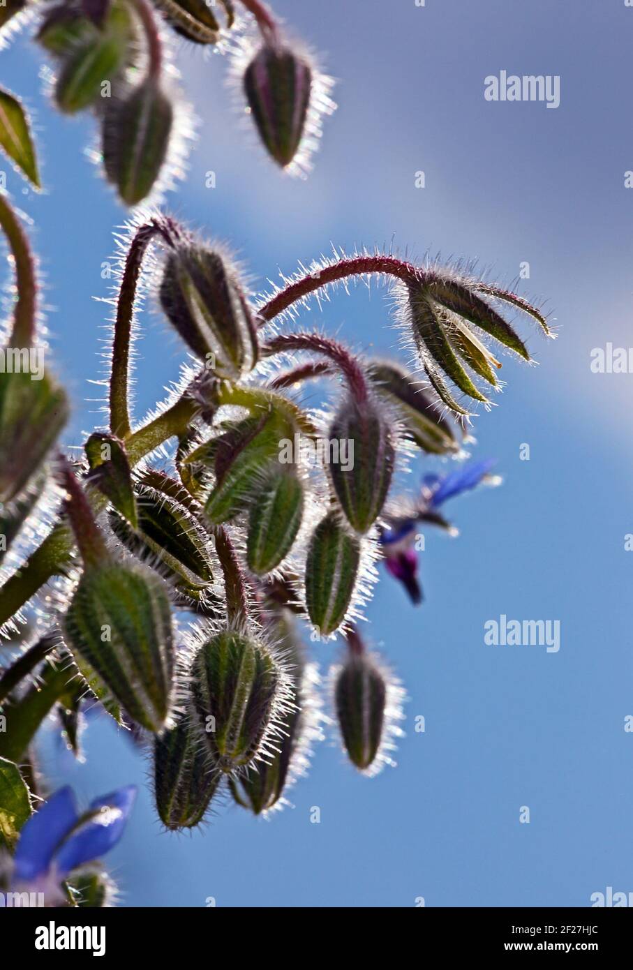 Blue flower Borago Stock Photo - Alamy