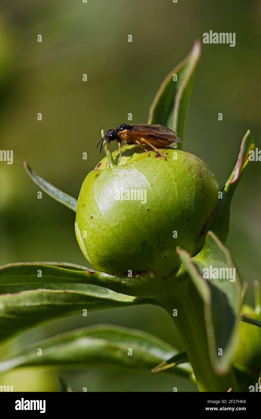 Pion hi-res stock photography and images - Alamy