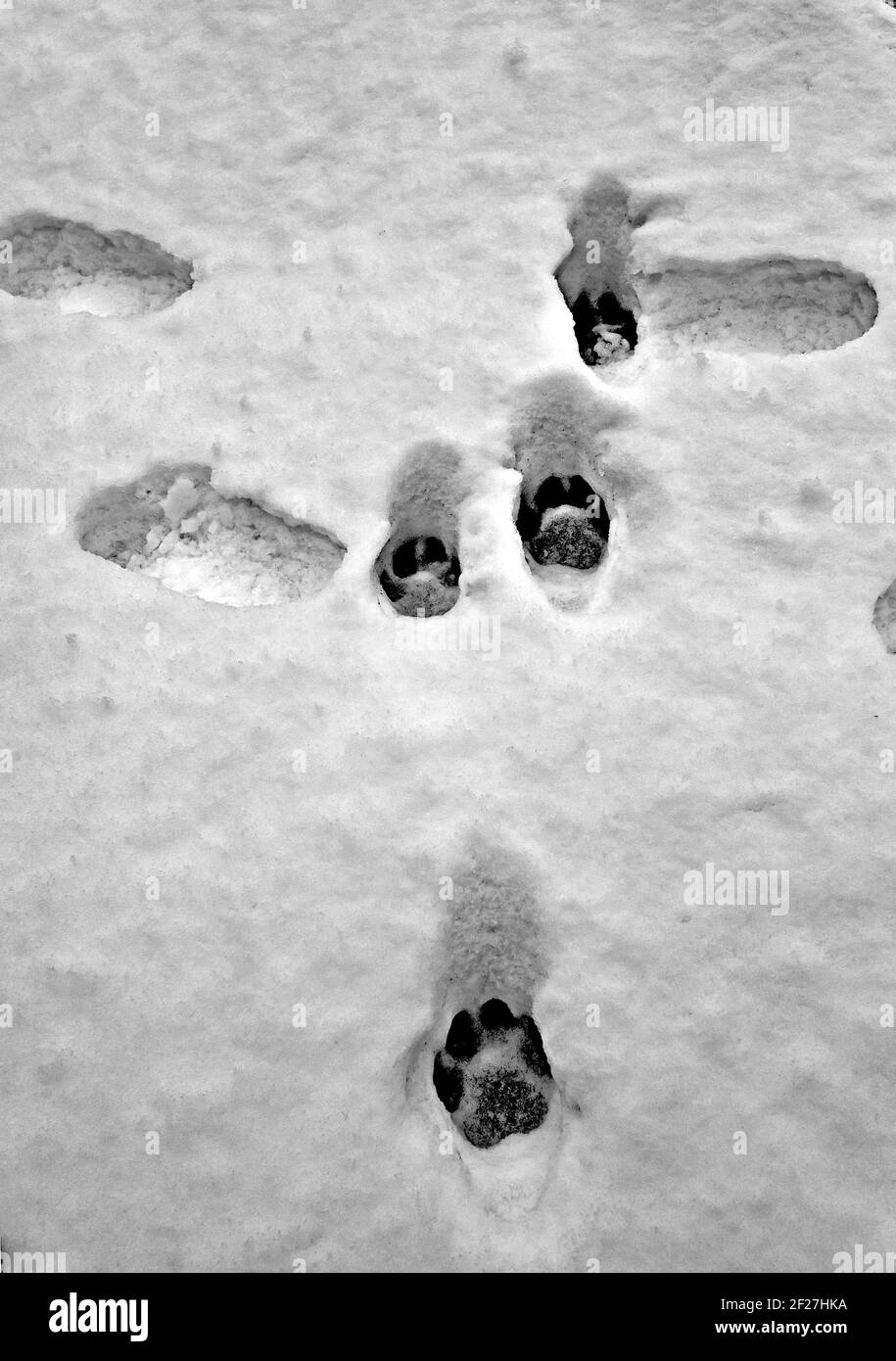 Walking traces Black and White Stock Photos & Images - Alamy