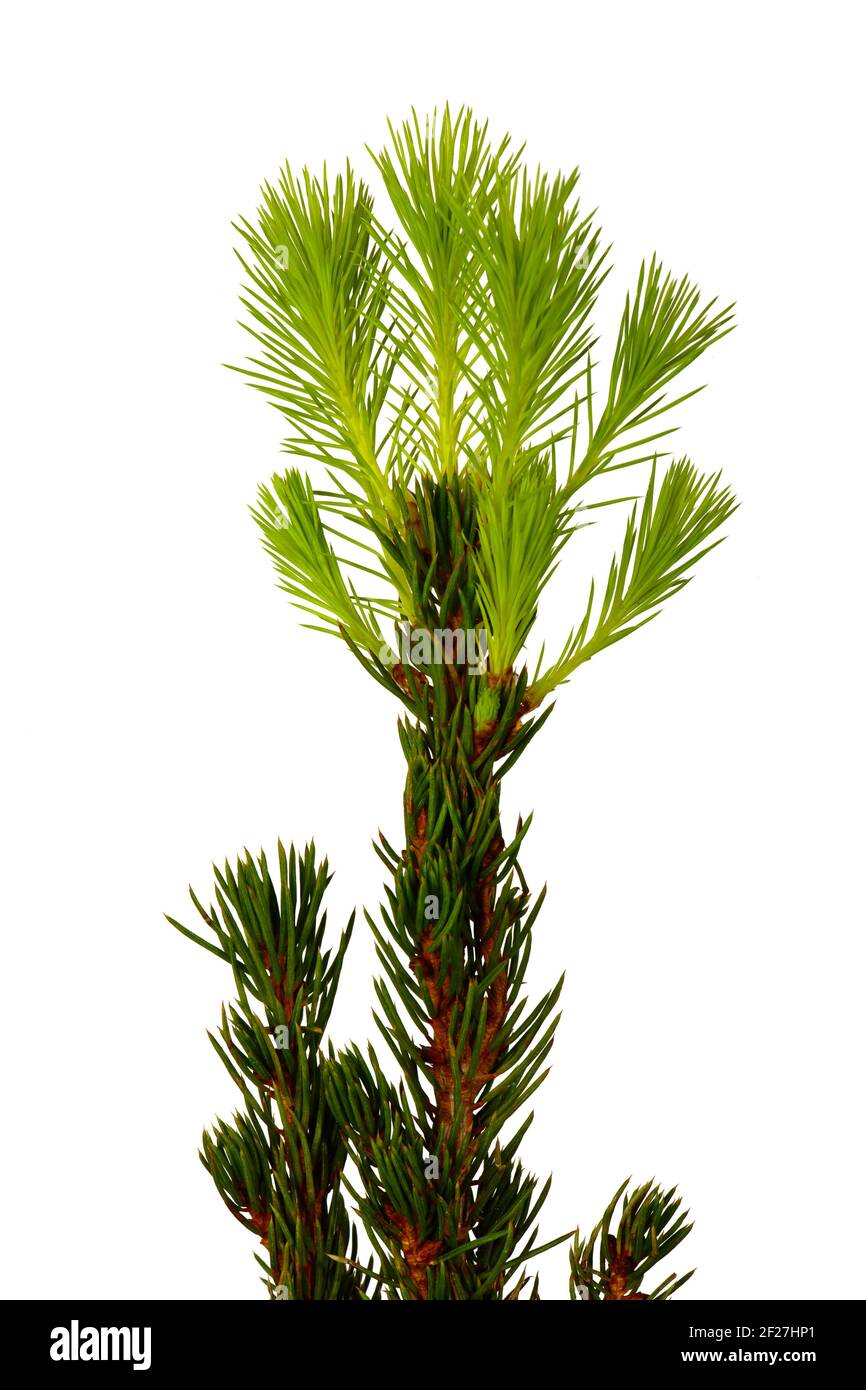 Decorative fir hi-res stock photography and images - Alamy