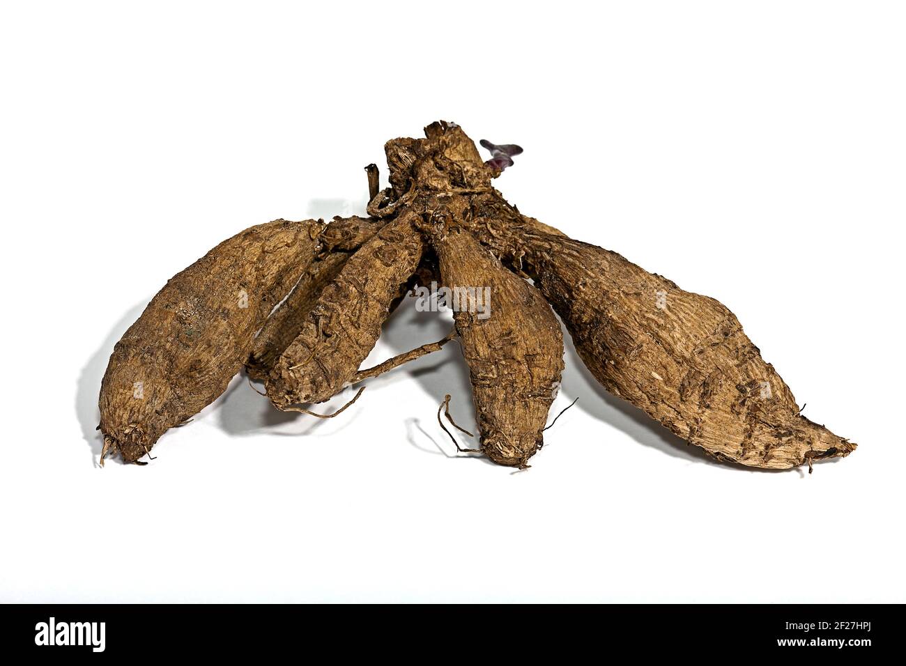 Dahlia root hi-res stock photography and images - Alamy